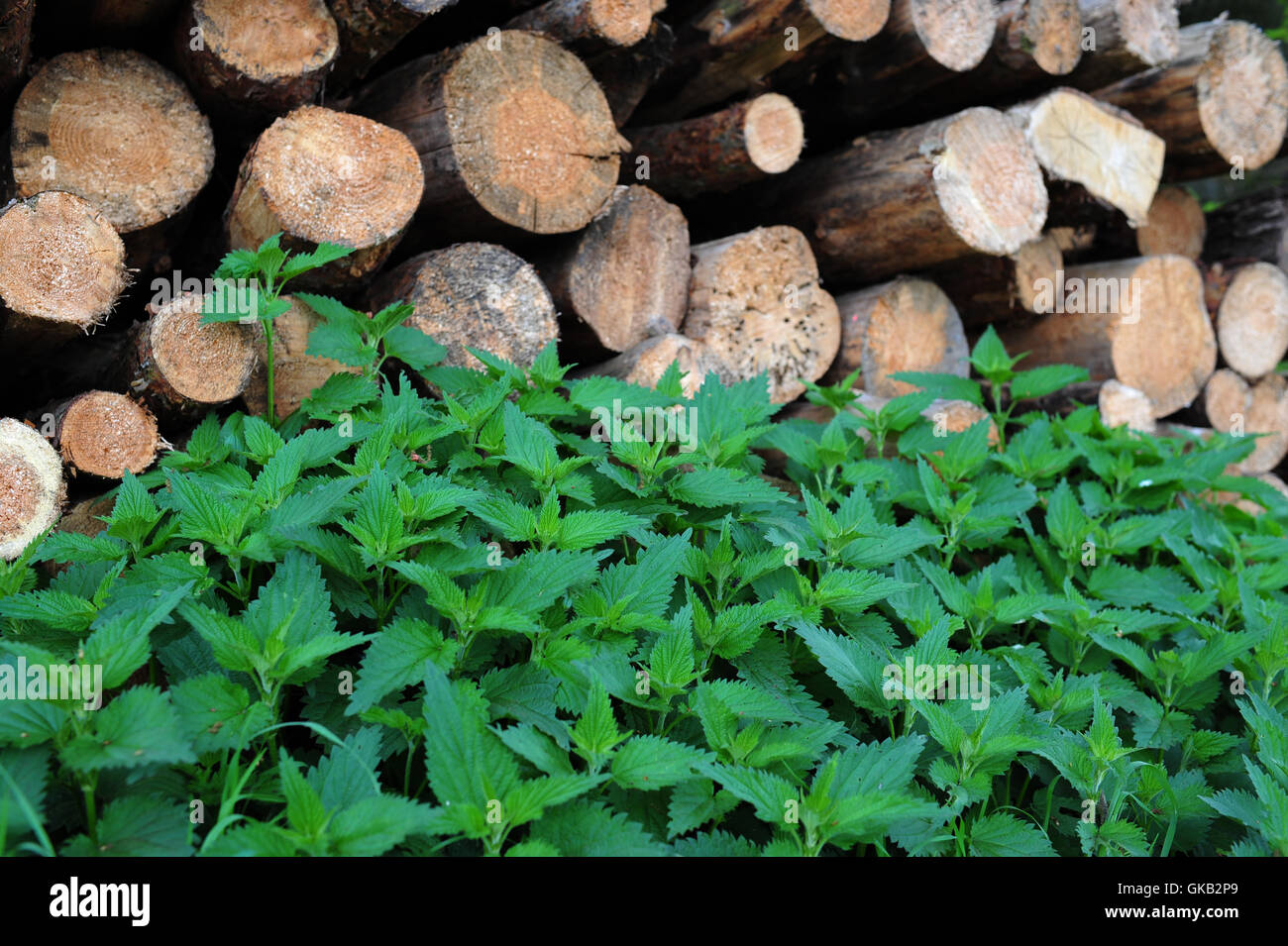 Weed stack hi-res stock photography and images - Alamy