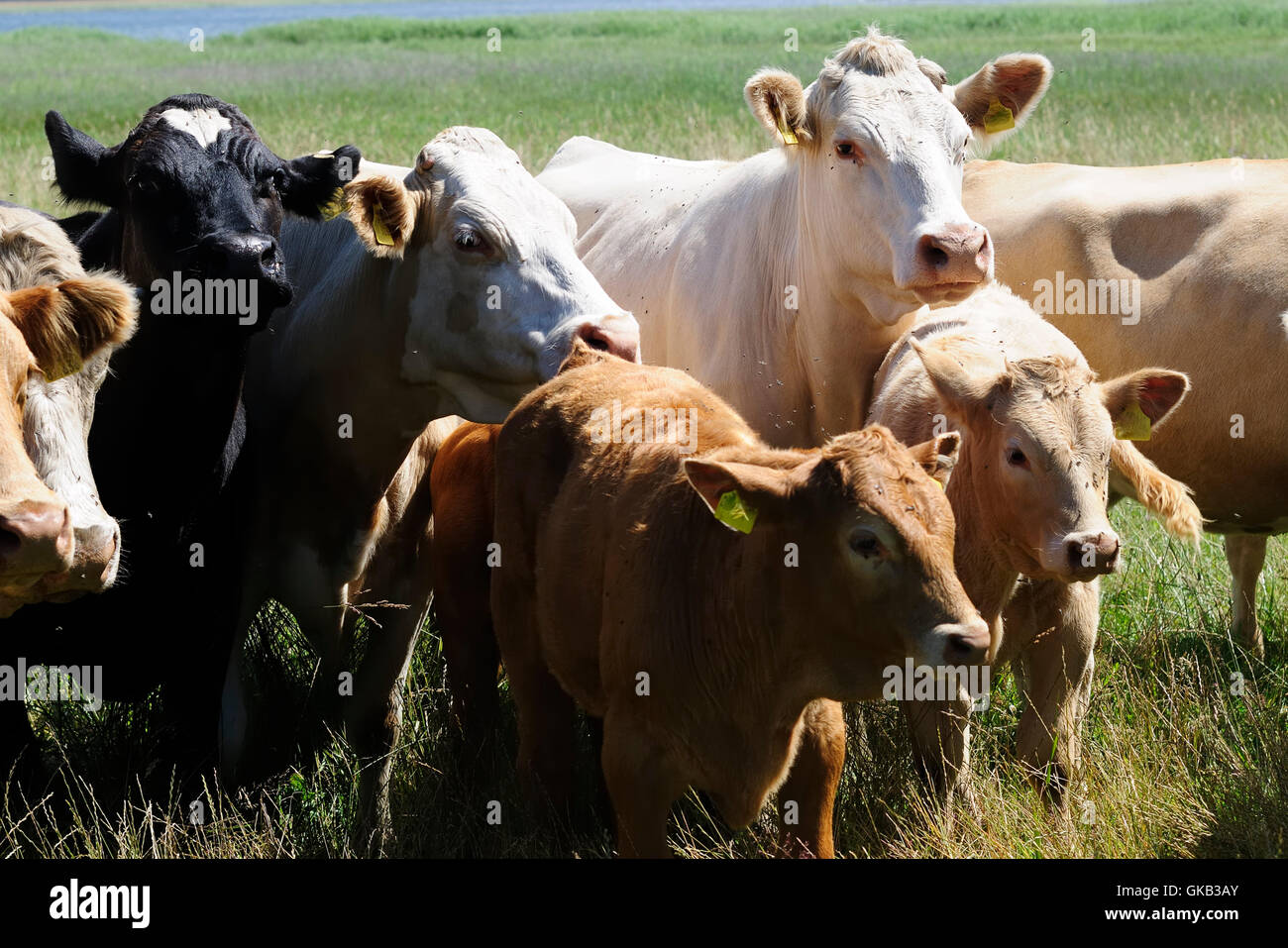 cow bovine bulls Stock Photo - Alamy