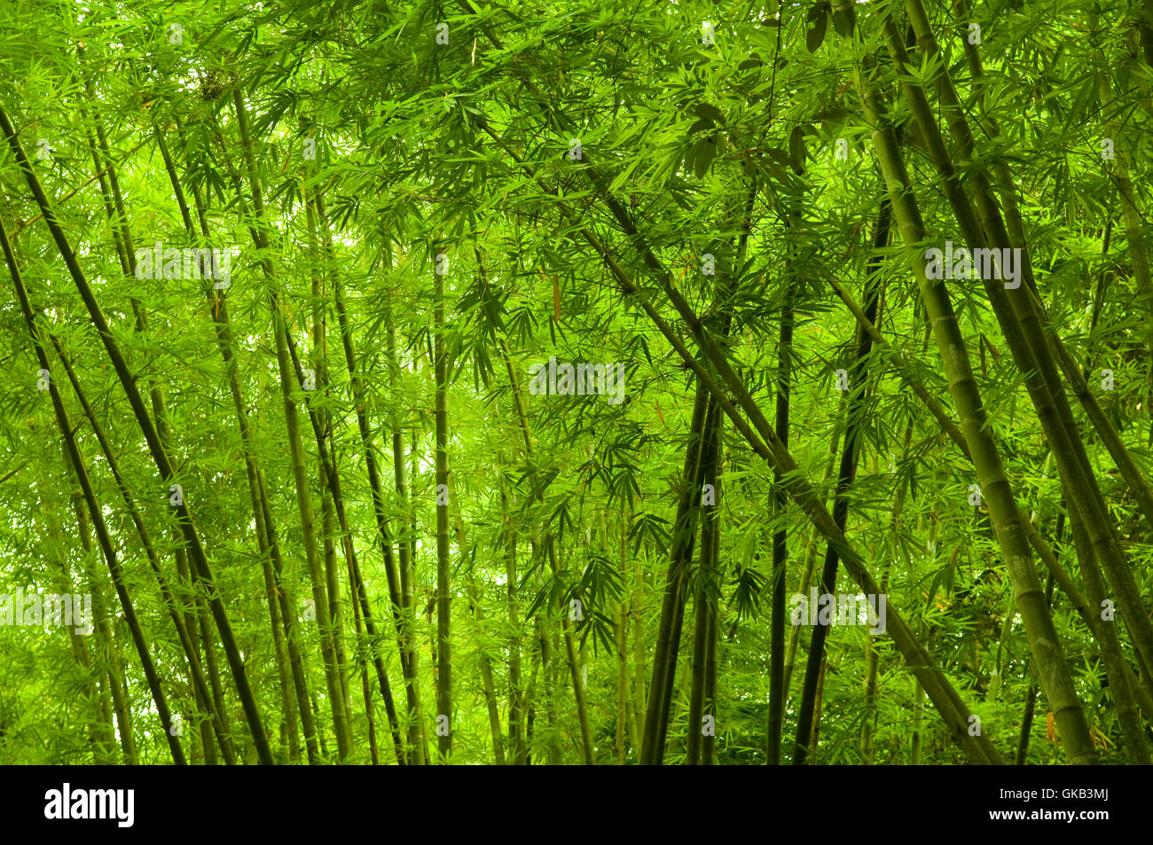 Culture tree hi-res stock photography and images - Alamy
