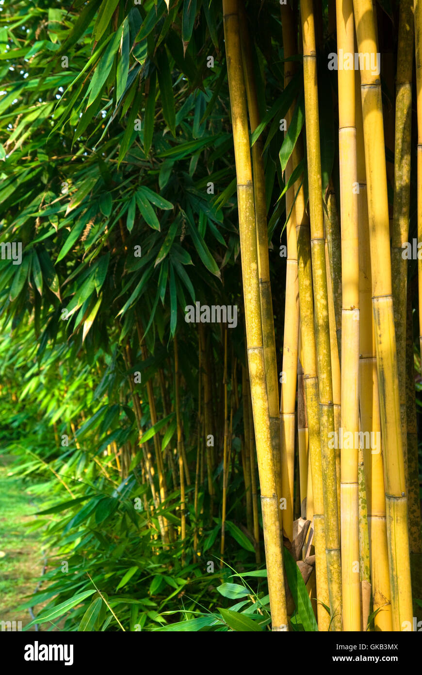 culture tree garden Stock Photo - Alamy