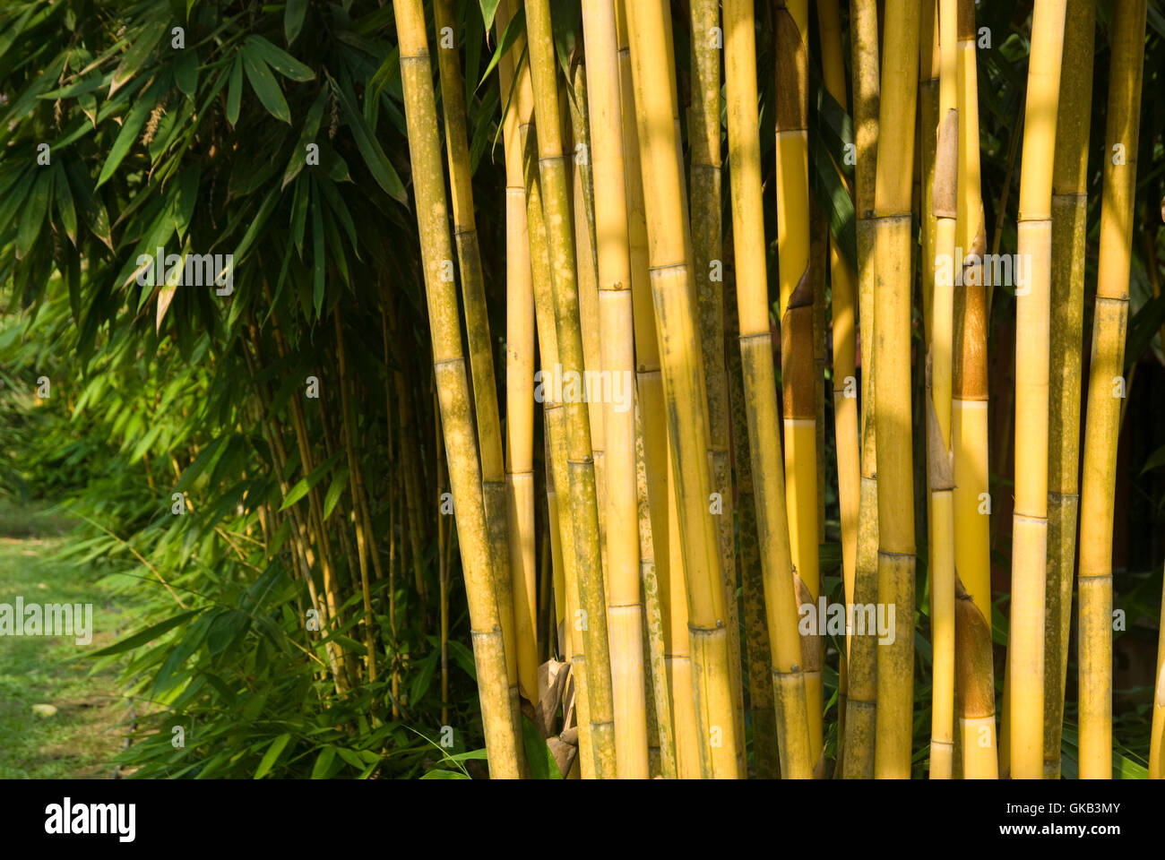Culture tree hi-res stock photography and images - Alamy
