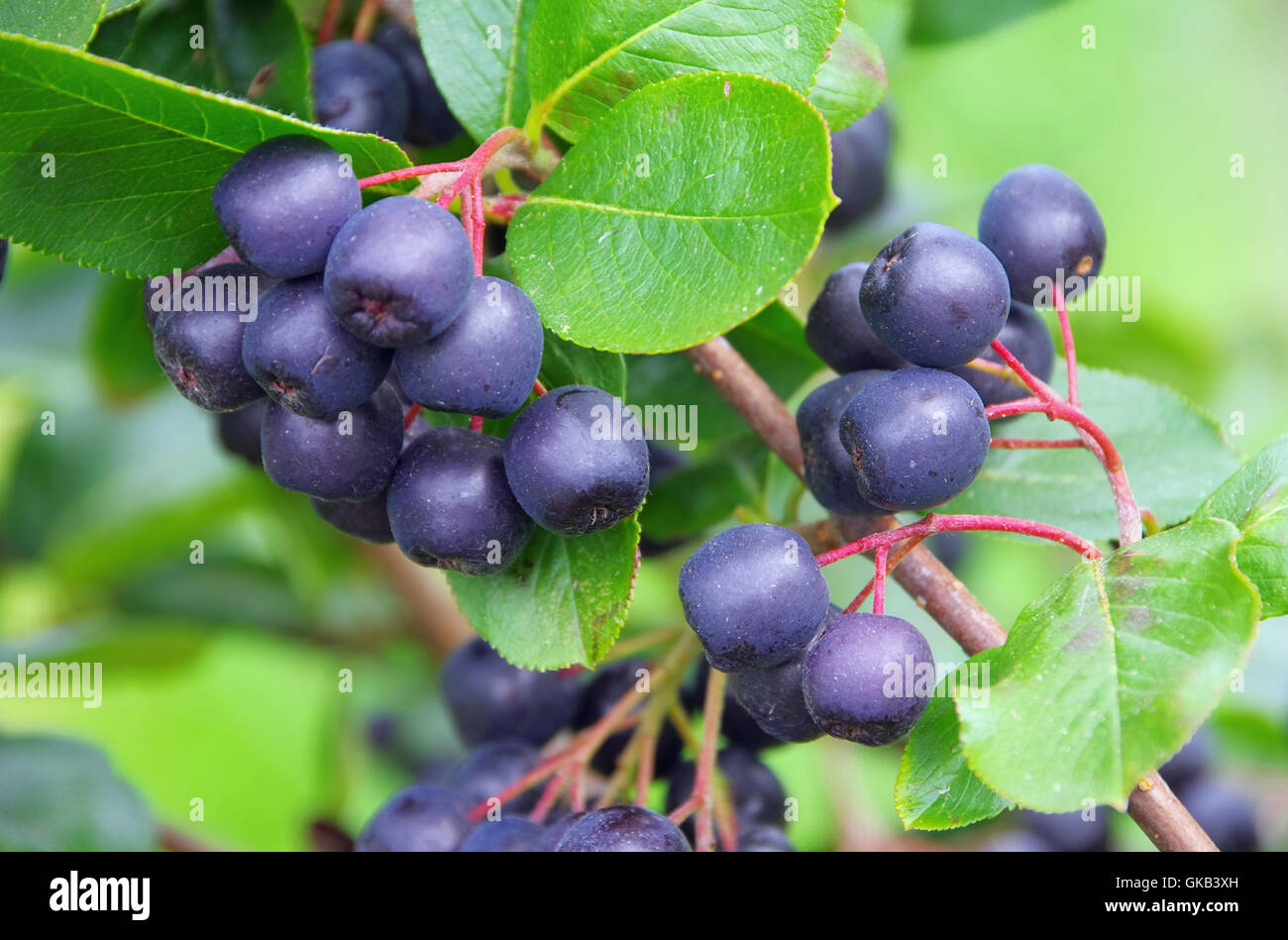 chokeberry - chokeberry 03 Stock Photo - Alamy