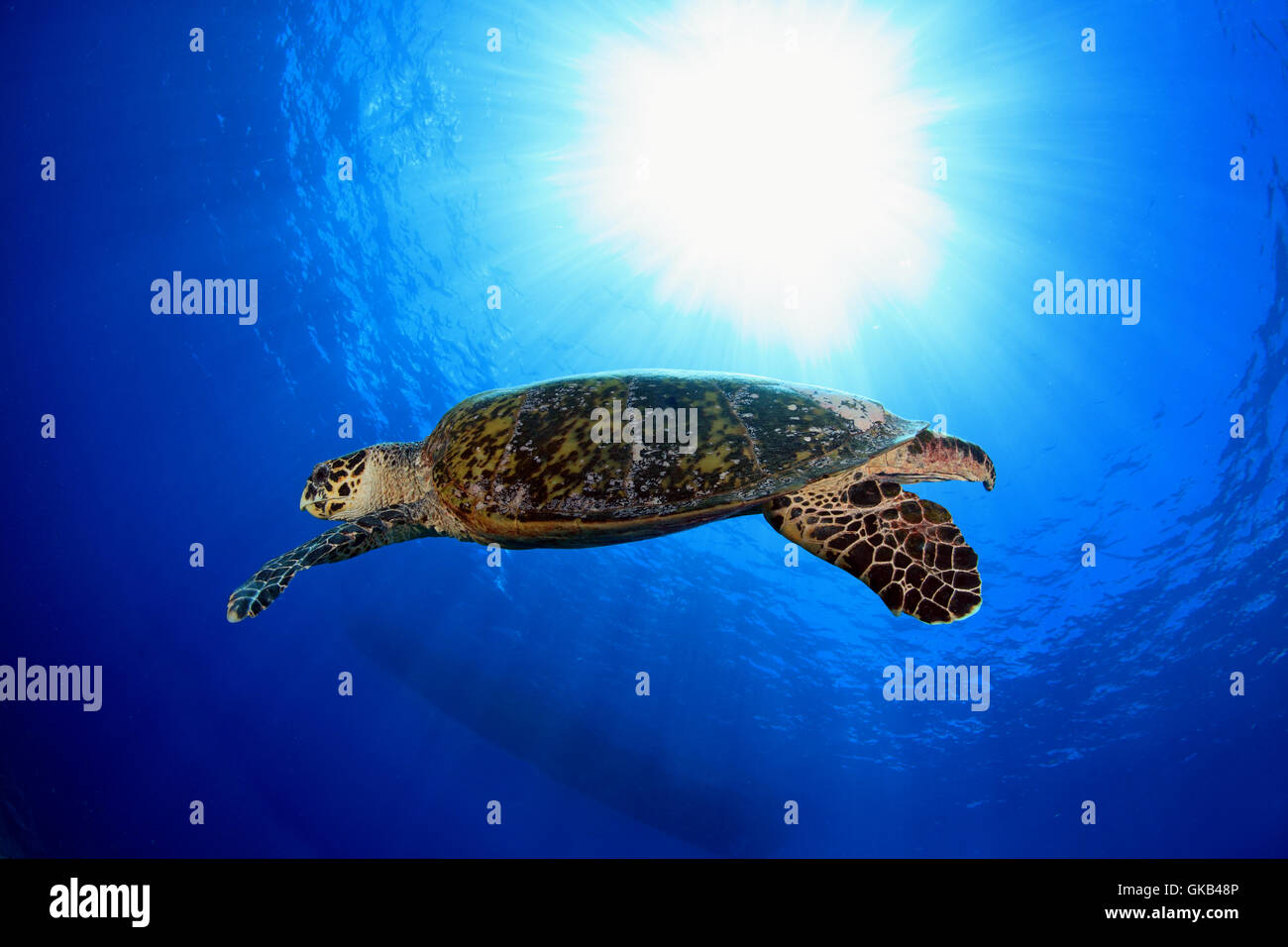 Sea reptiles hi-res stock photography and images - Alamy