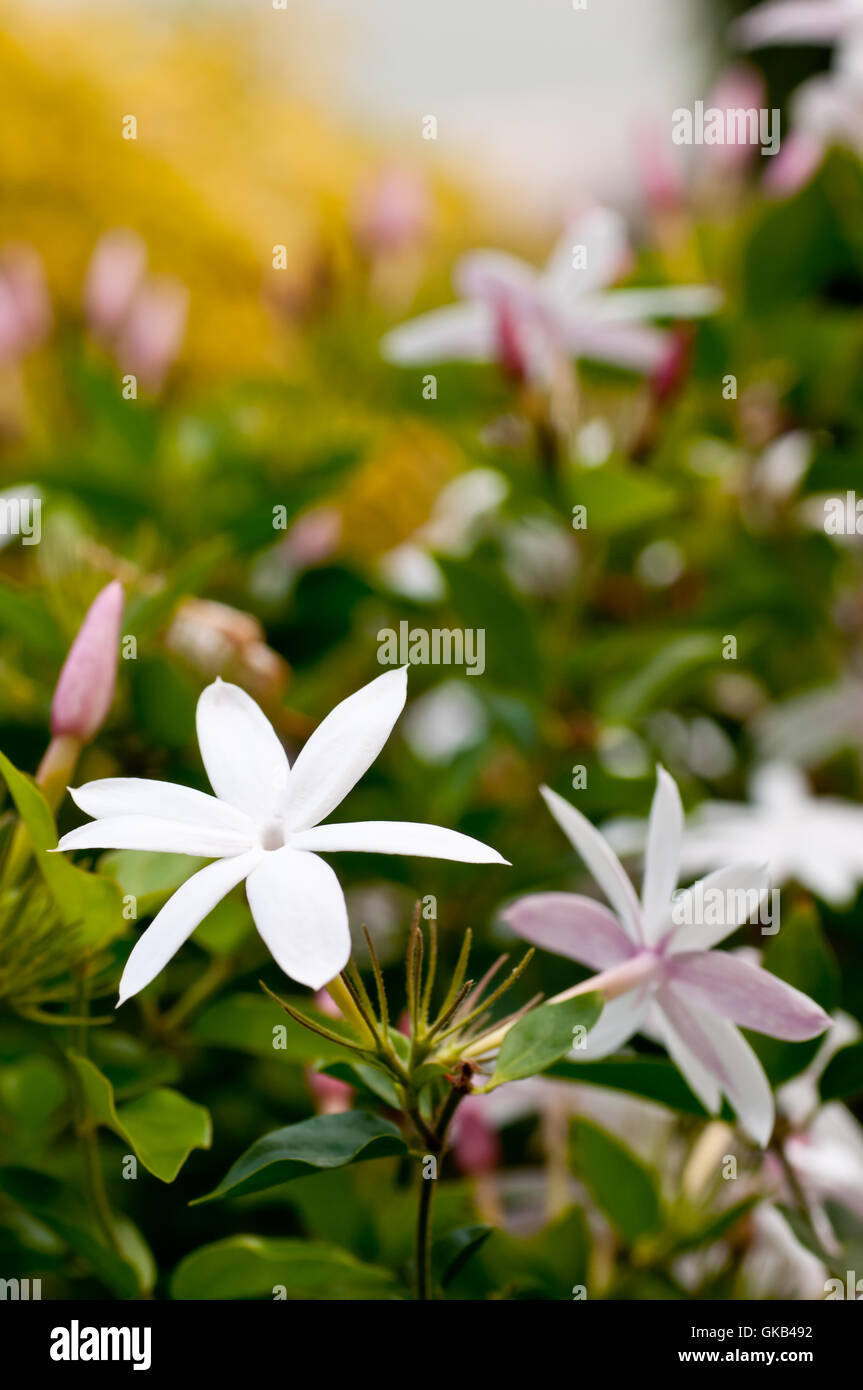 leaf flower plant Stock Photo - Alamy
