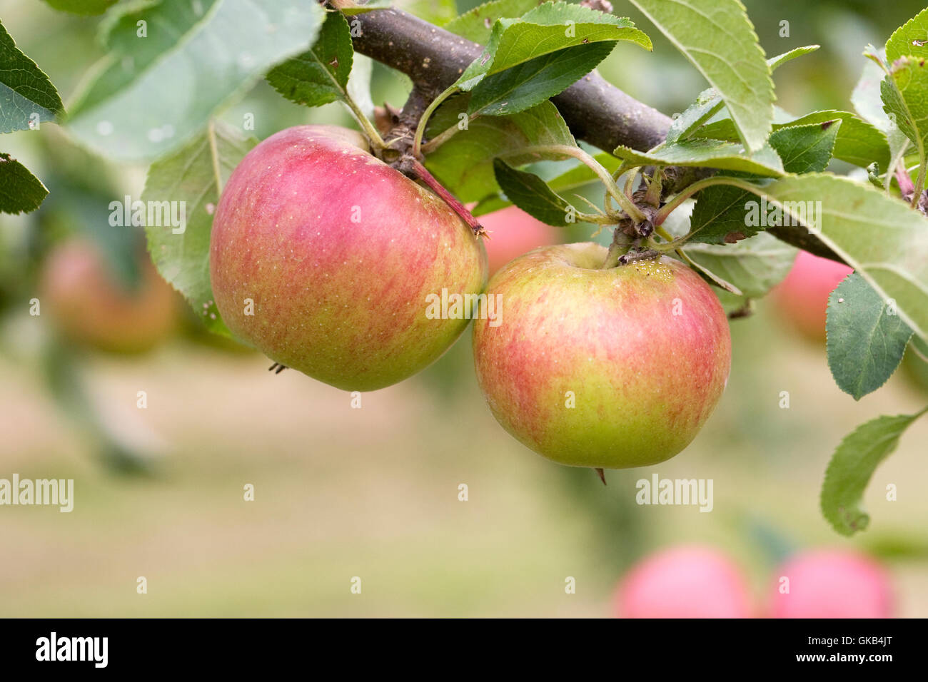 Malus rajka hi-res stock photography and images - Alamy