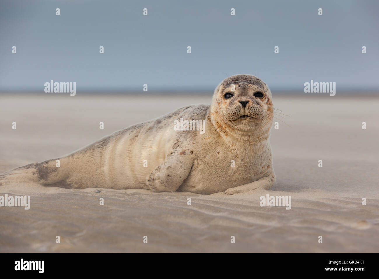 animal beach seaside Stock Photo - Alamy