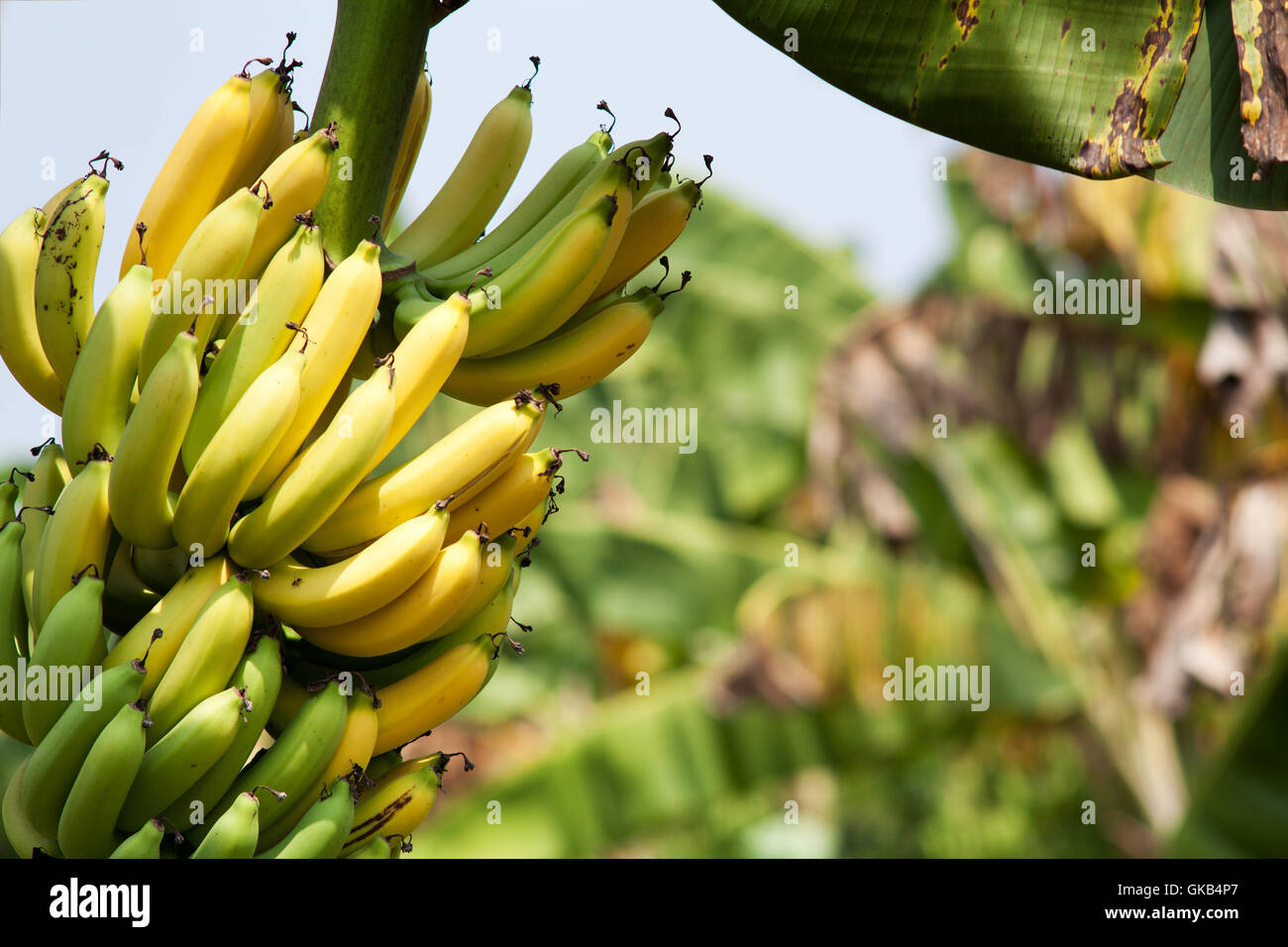 Banana farming hi-res stock photography and images - Alamy