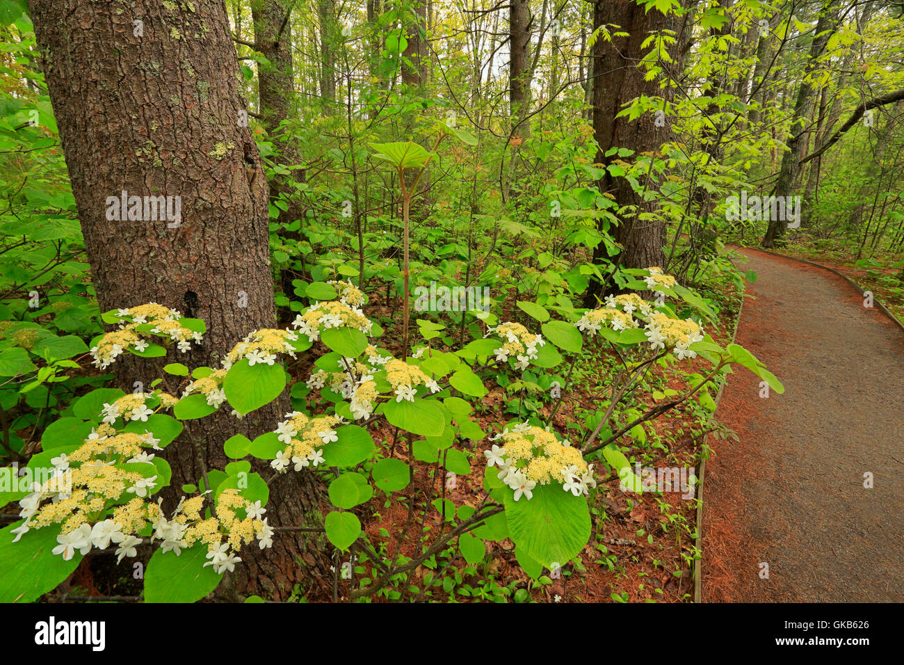 Hobblebush High Resolution Stock Photography and Images - Alamy