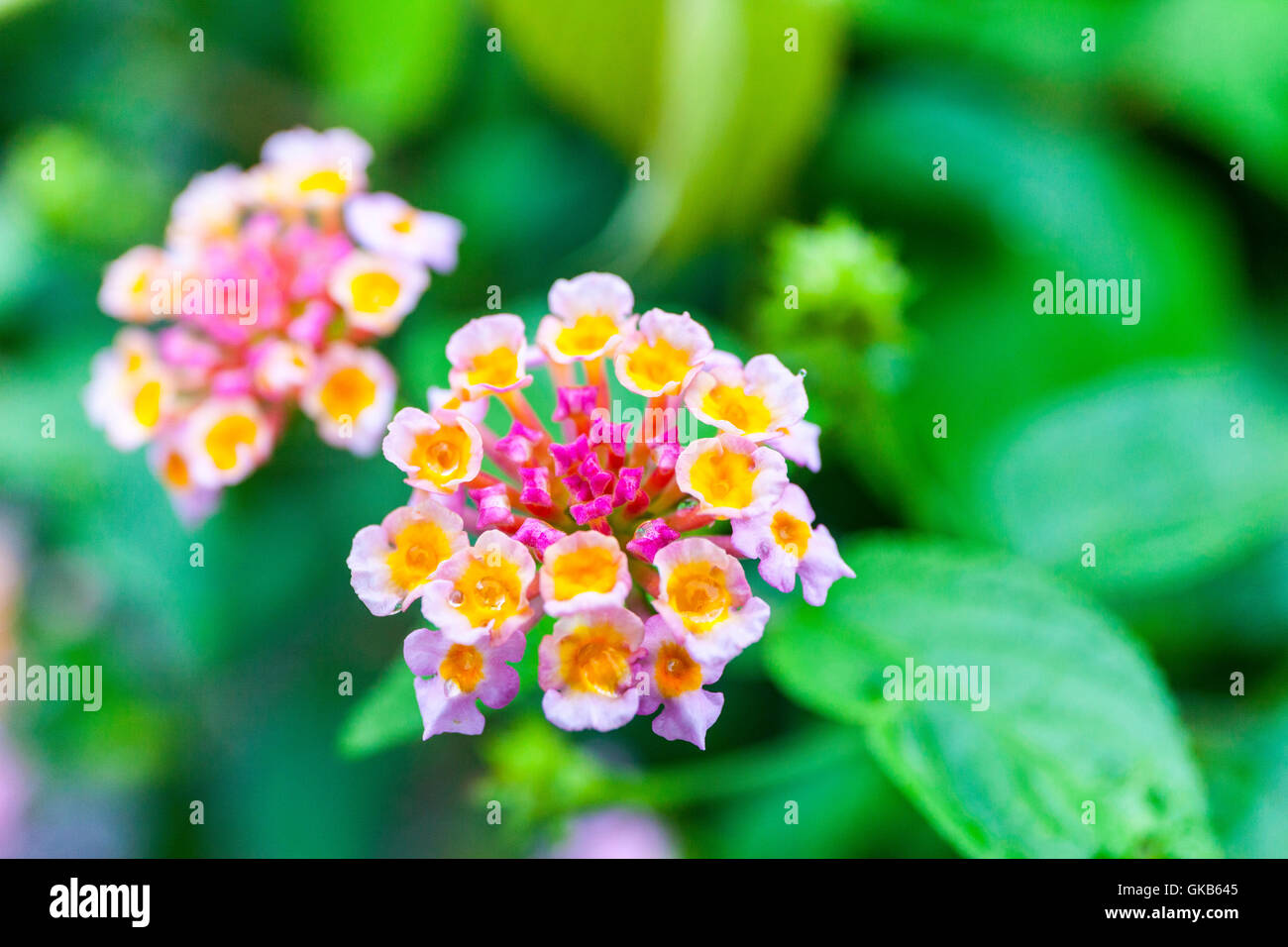 Taiwan seaside plant Stock Photo - Alamy