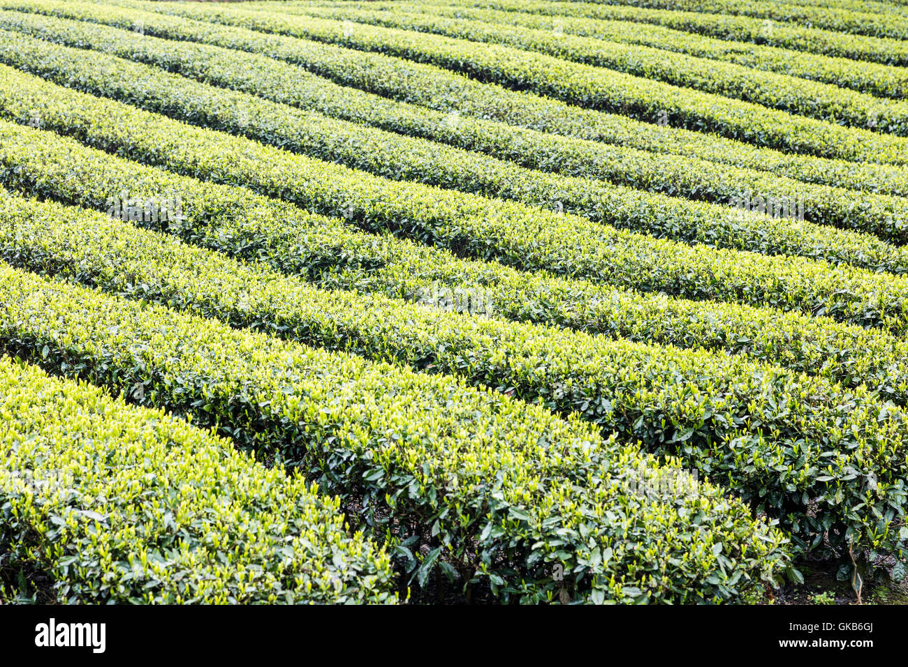 Tea Enshi China Stock Photo - Alamy