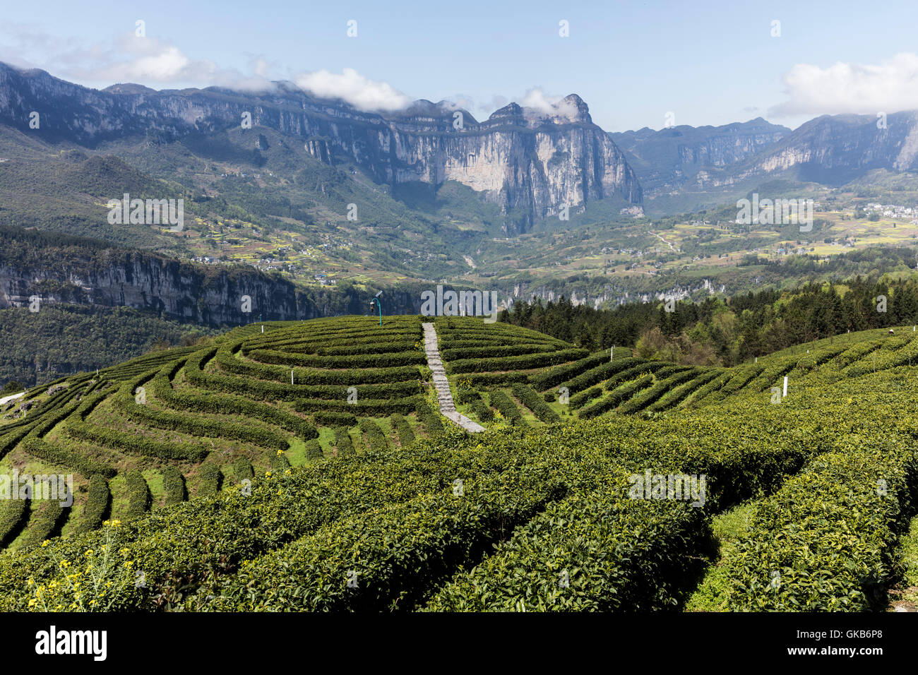 Tea Enshi China Stock Photo - Alamy