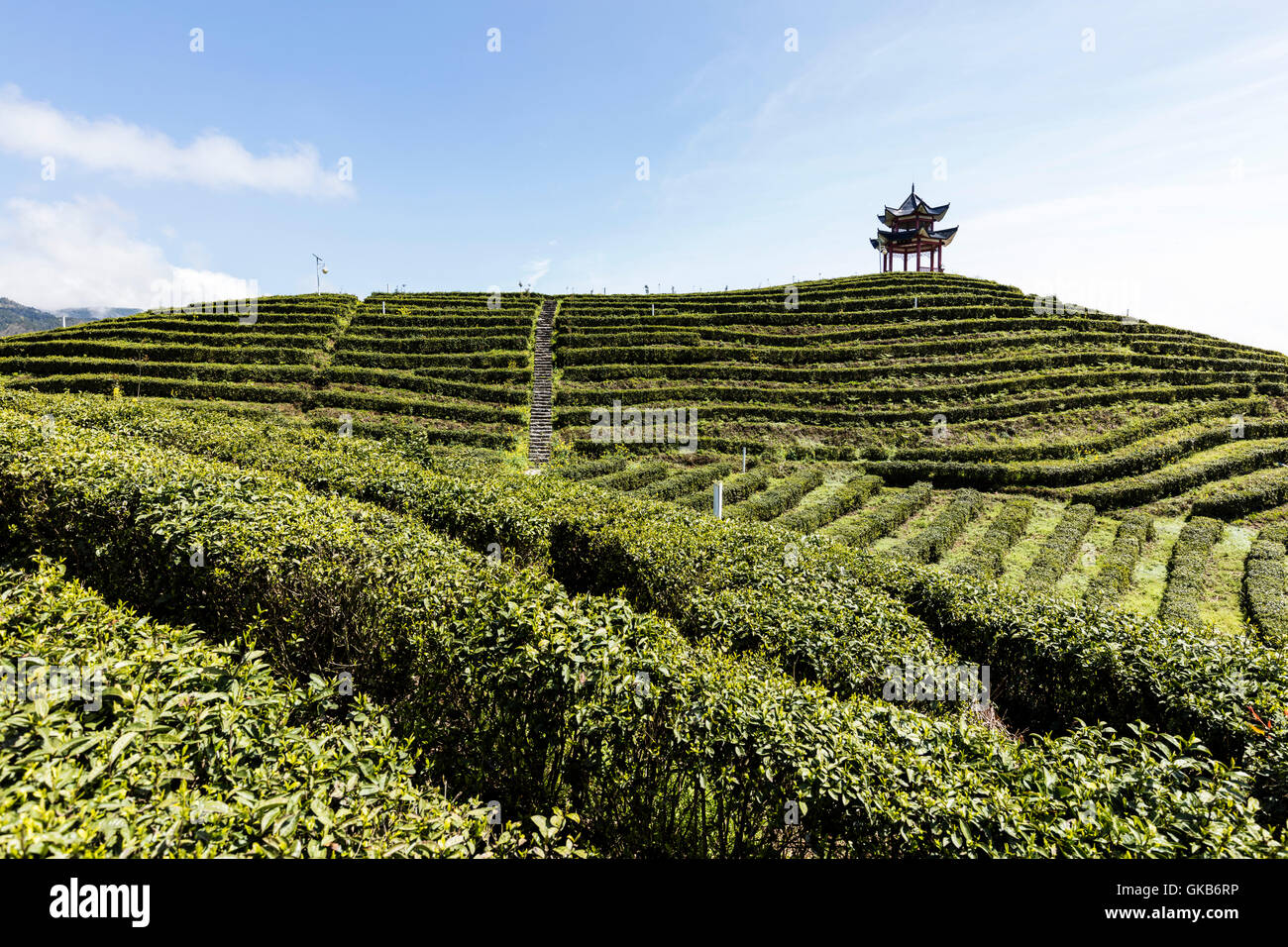 Tea Enshi China Stock Photo - Alamy