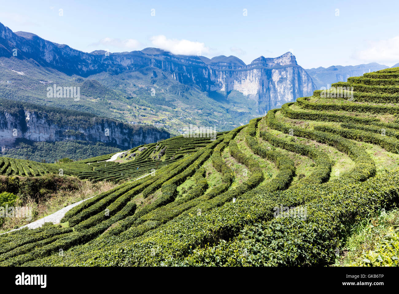 Tea Enshi China Stock Photo - Alamy