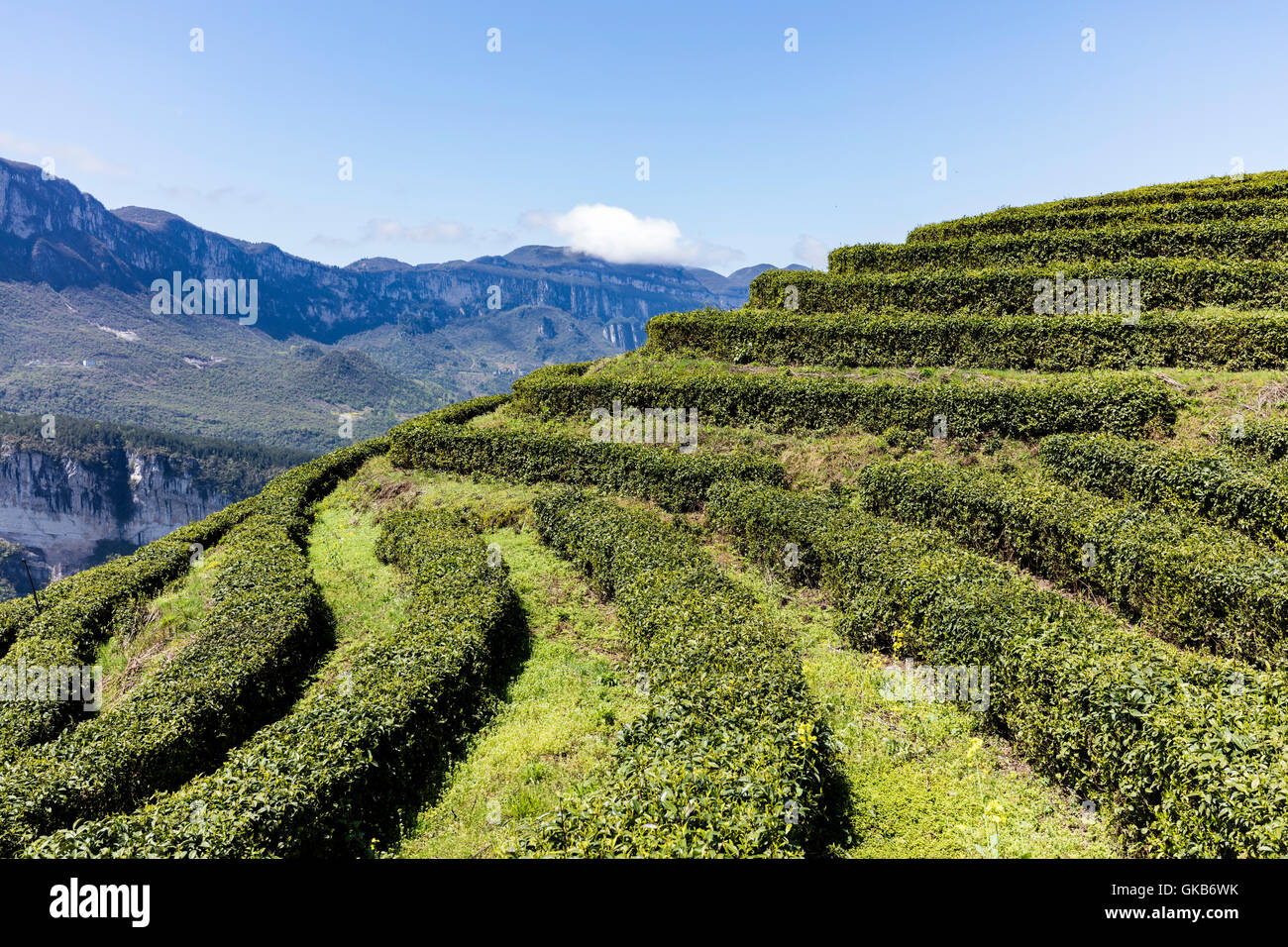 Tea Enshi China Stock Photo - Alamy