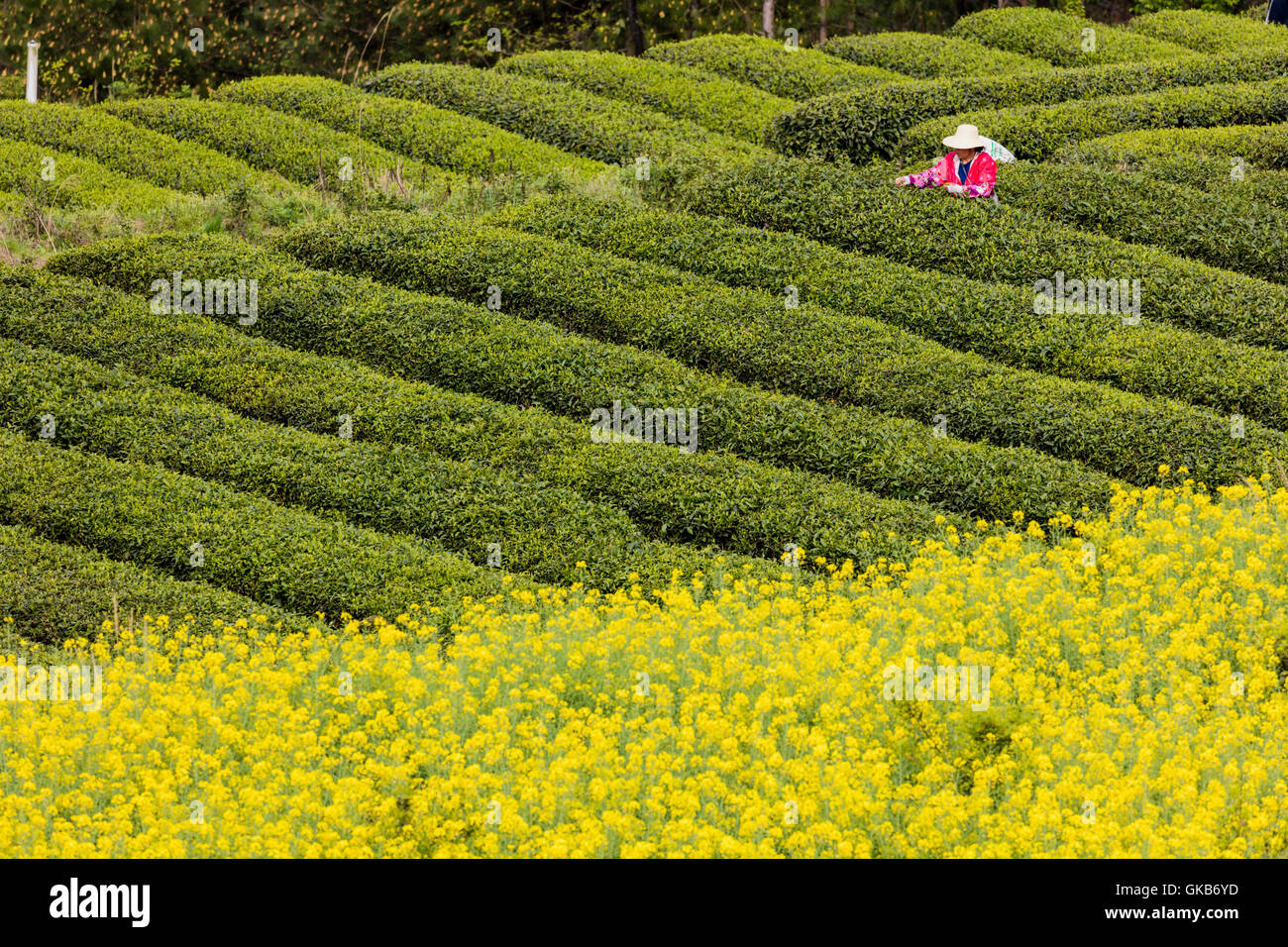 Tea Enshi China Stock Photo - Alamy