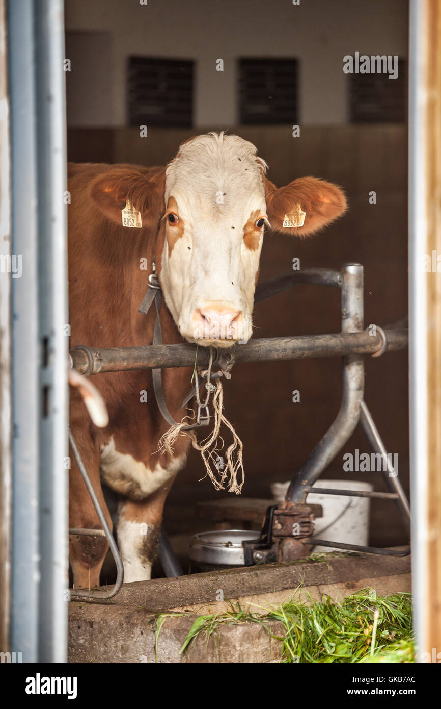 Cows in barn manger hi-res stock photography and images - Alamy