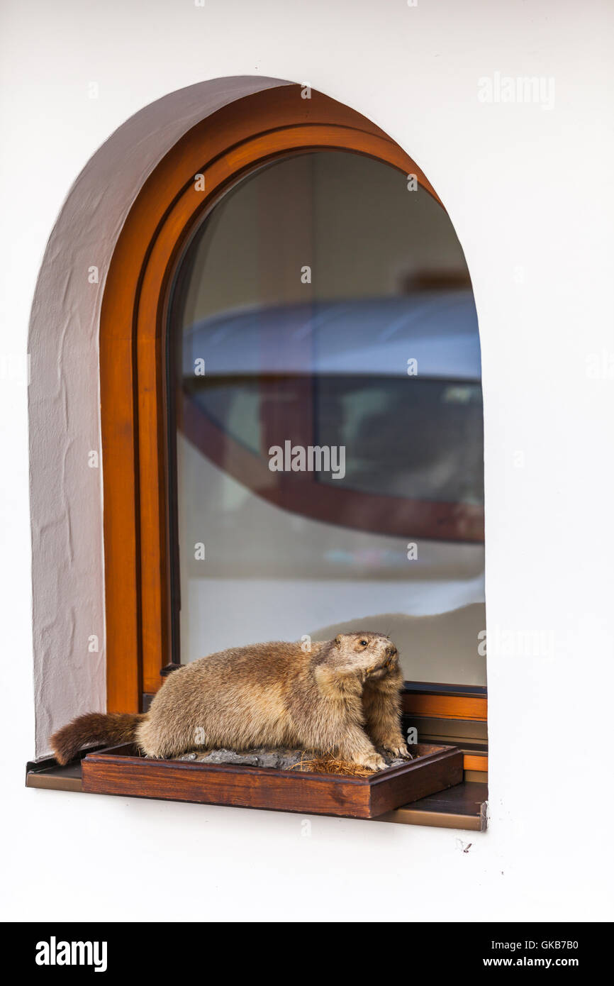 Stuffed marmot at a house window Stock Photo - Alamy