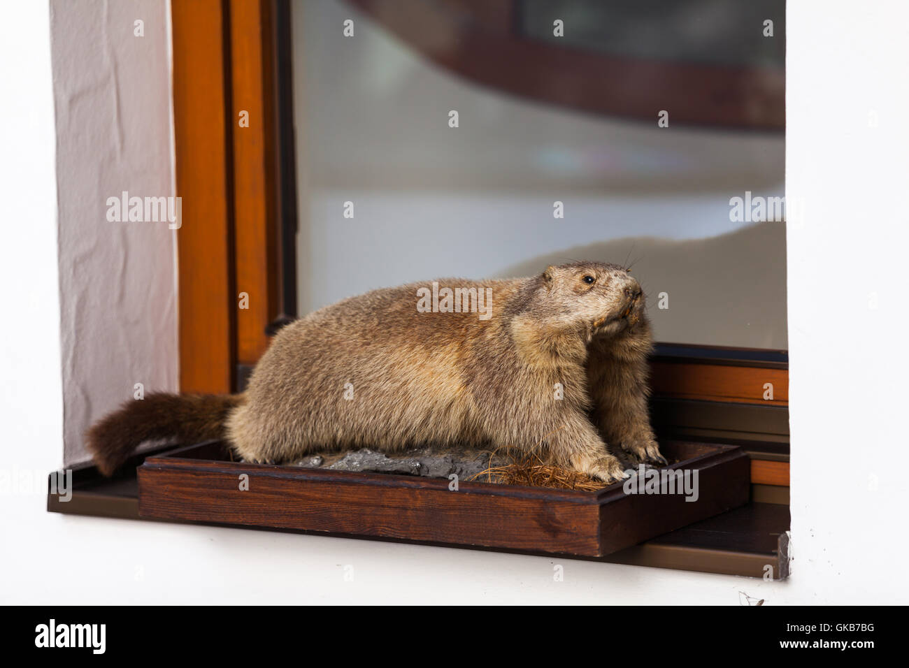 Stuffed marmot at a house window Stock Photo - Alamy
