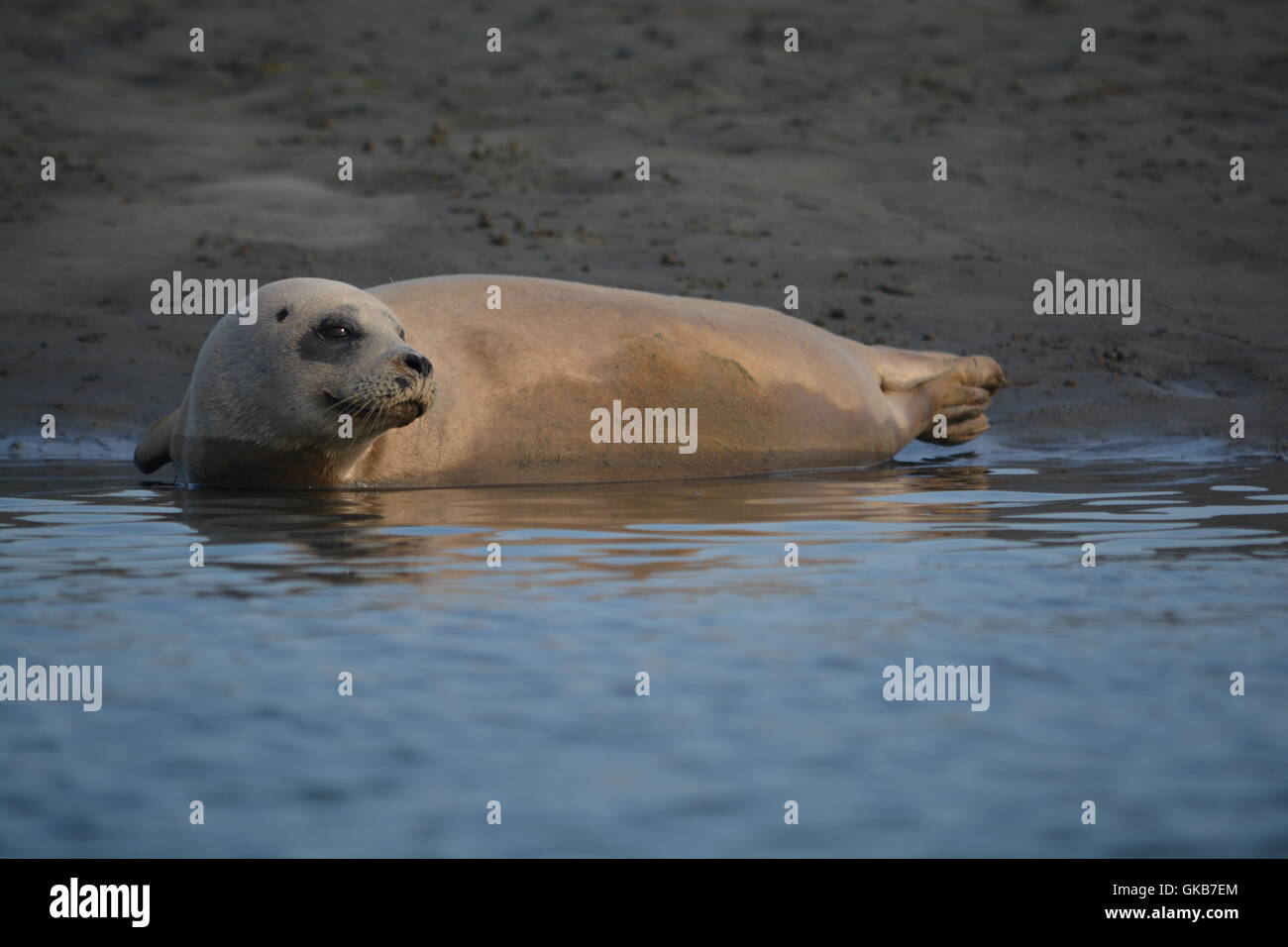 Common seal hauled out on a sandbank in Chicester Harbour Stock Photo ...