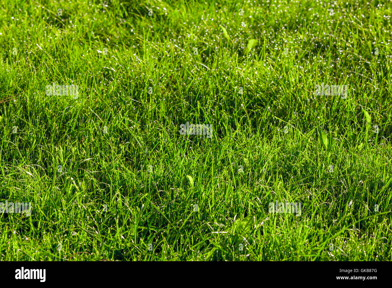 green lawn background Stock Photo - Alamy