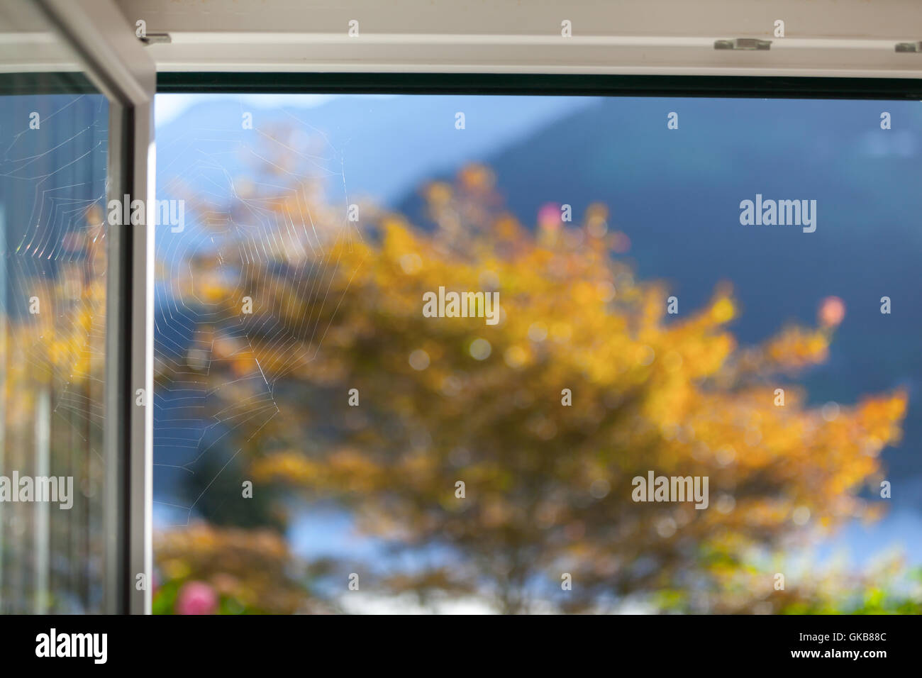 Spider web in the corner of a window with colorful background Stock ...
