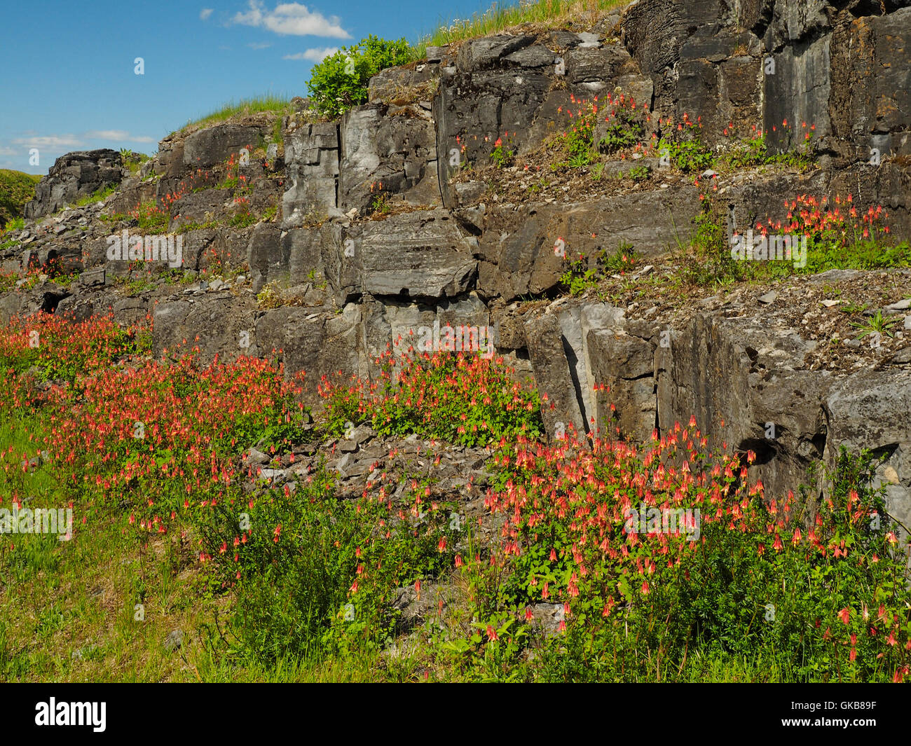 Columbine, Crown Point State Park, Crown Point, New York, USA Stock ...