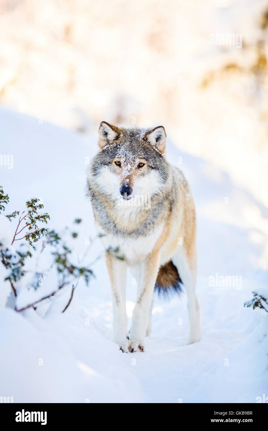 Snowy wolf stands in beautiful winter forest Stock Photo - Alamy