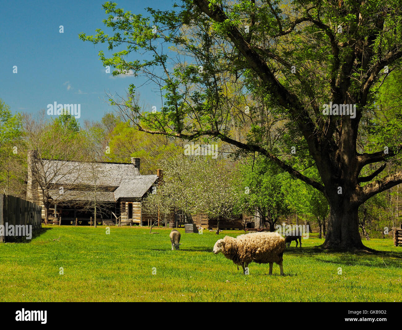 Sheep, Double Pen House, Homeplace, Land Between The Lakes National ...