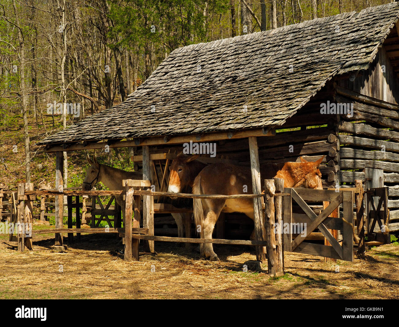Mule at Field Crib, Homeplace, Land Between The Lakes National ...