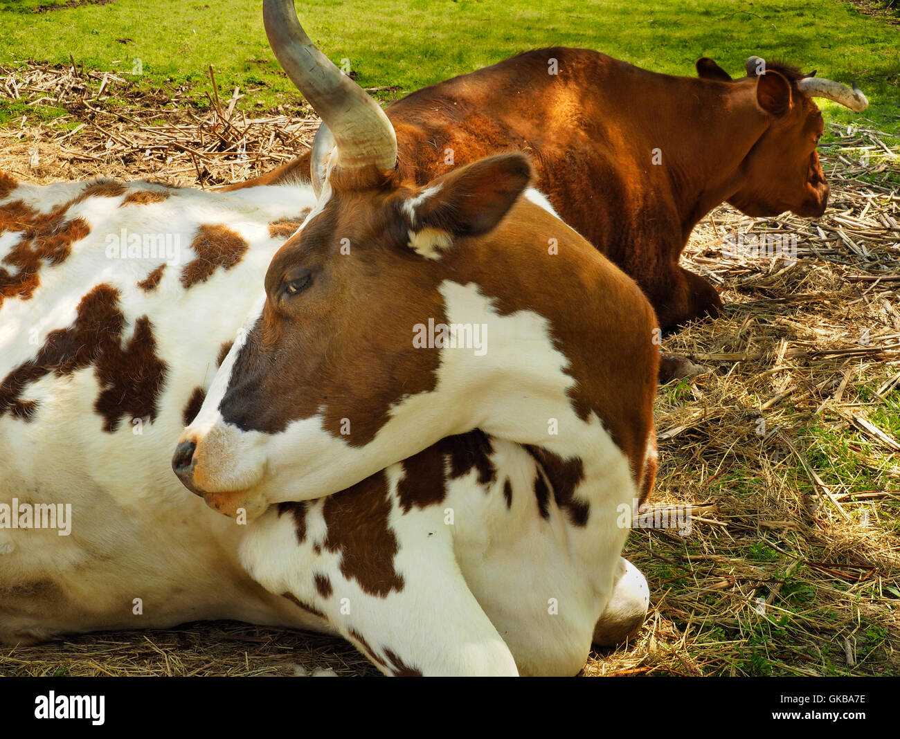 Ox at Ox Barn, Homeplace, Land Between The Lakes National Recreation ...