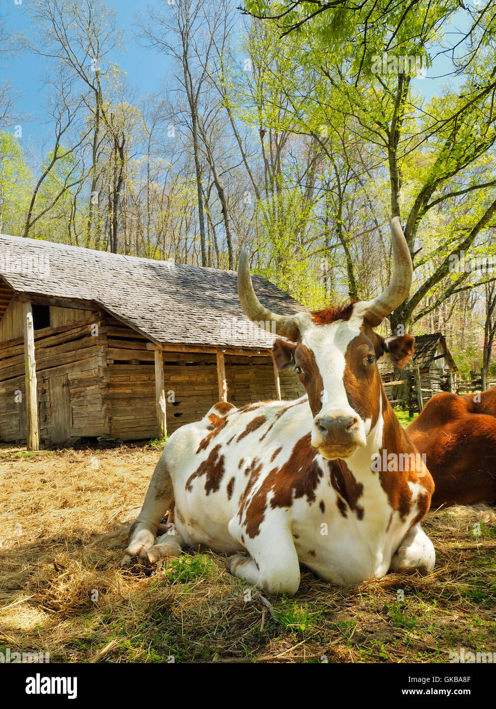 Ox and cow hi-res stock photography and images - Alamy