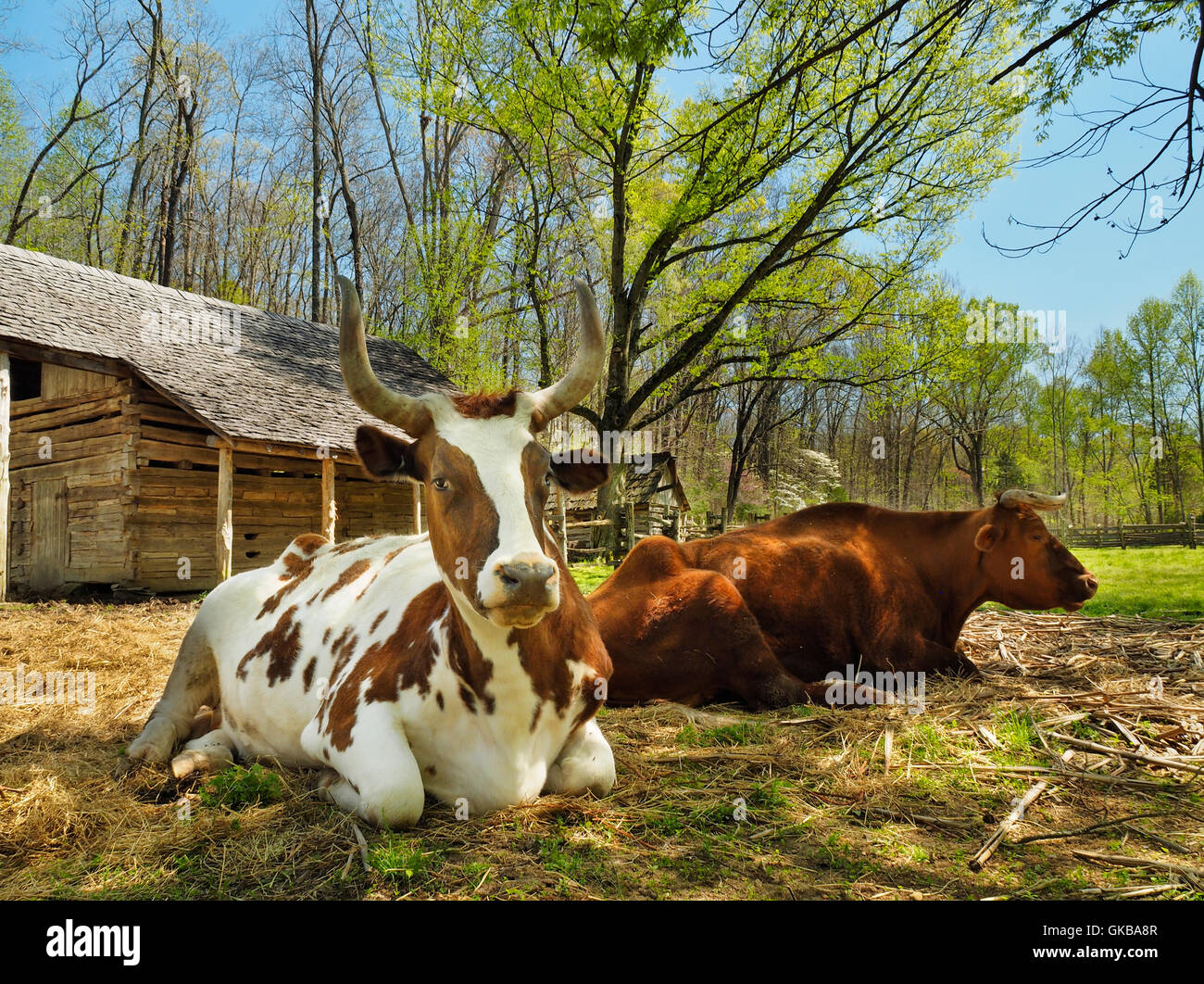 Ox horns hi-res stock photography and images - Alamy