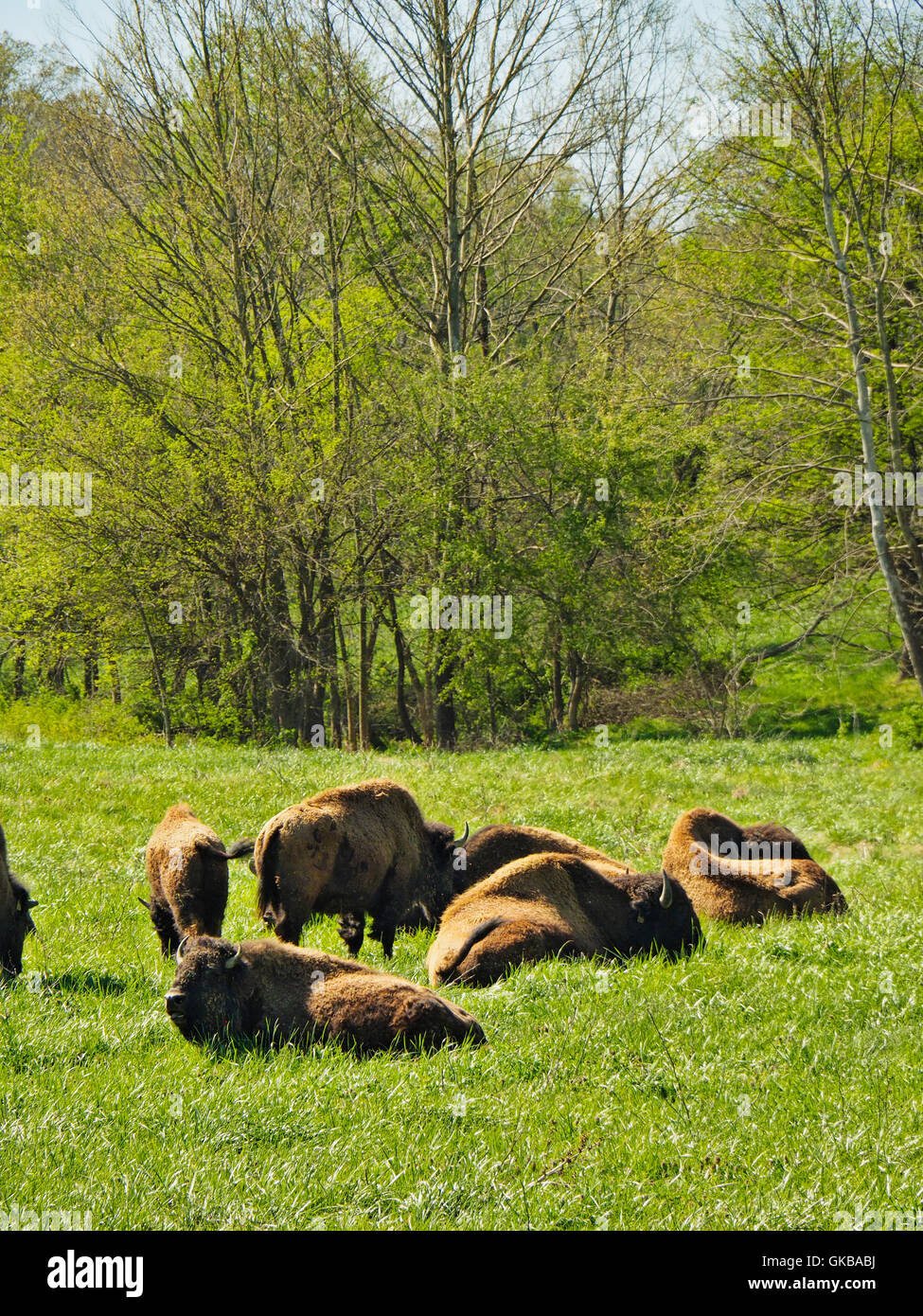 South Bison Range, Land Between The Lakes National Recreation Area ...