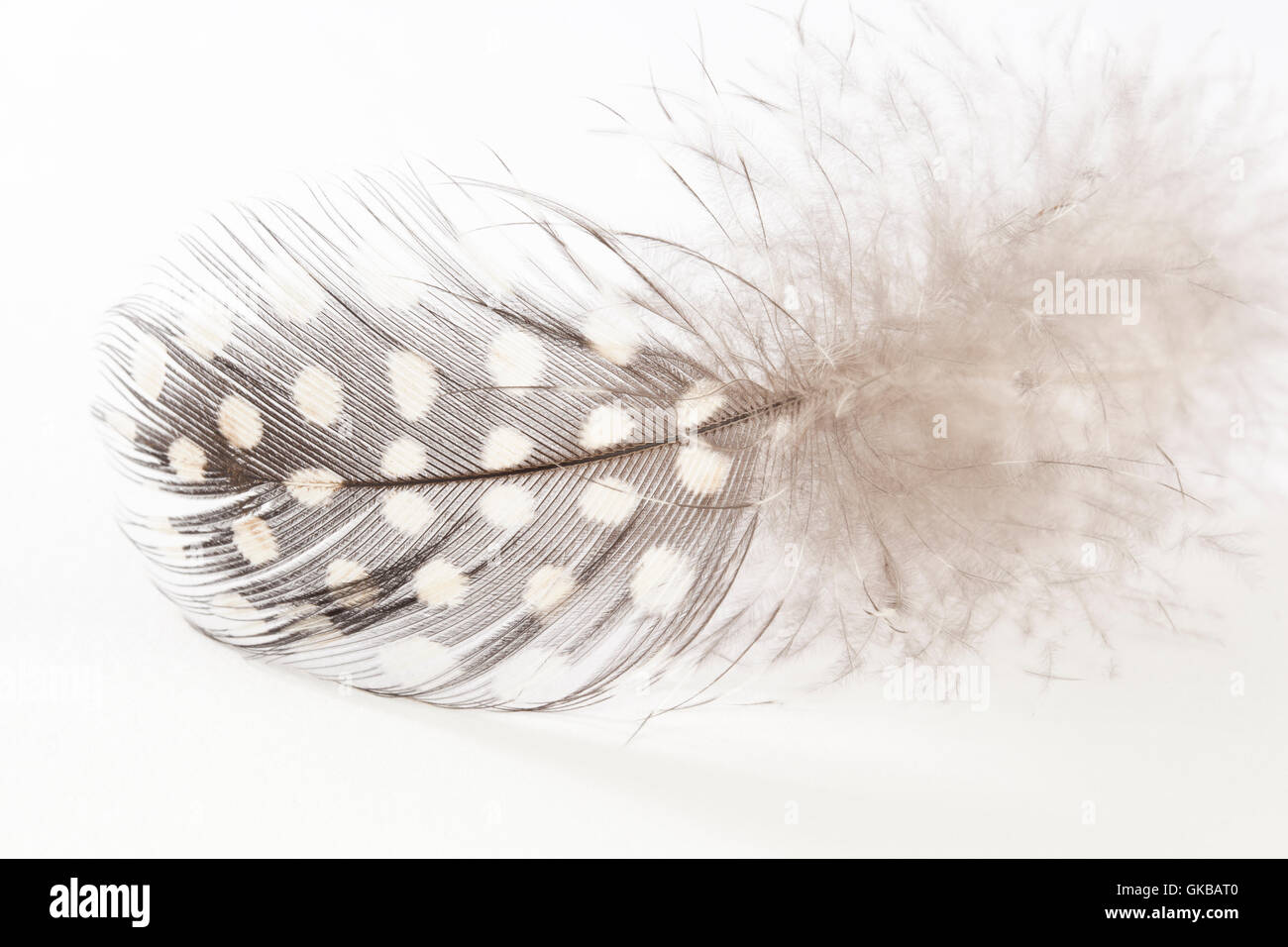 Black feather with white dots hi-res stock photography and images - Alamy