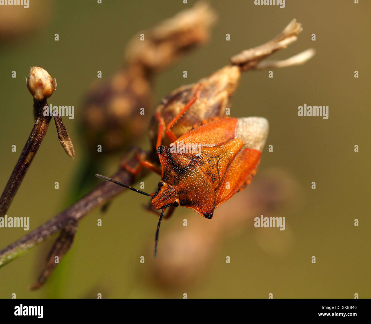 Orange shield bug hi-res stock photography and images - Alamy