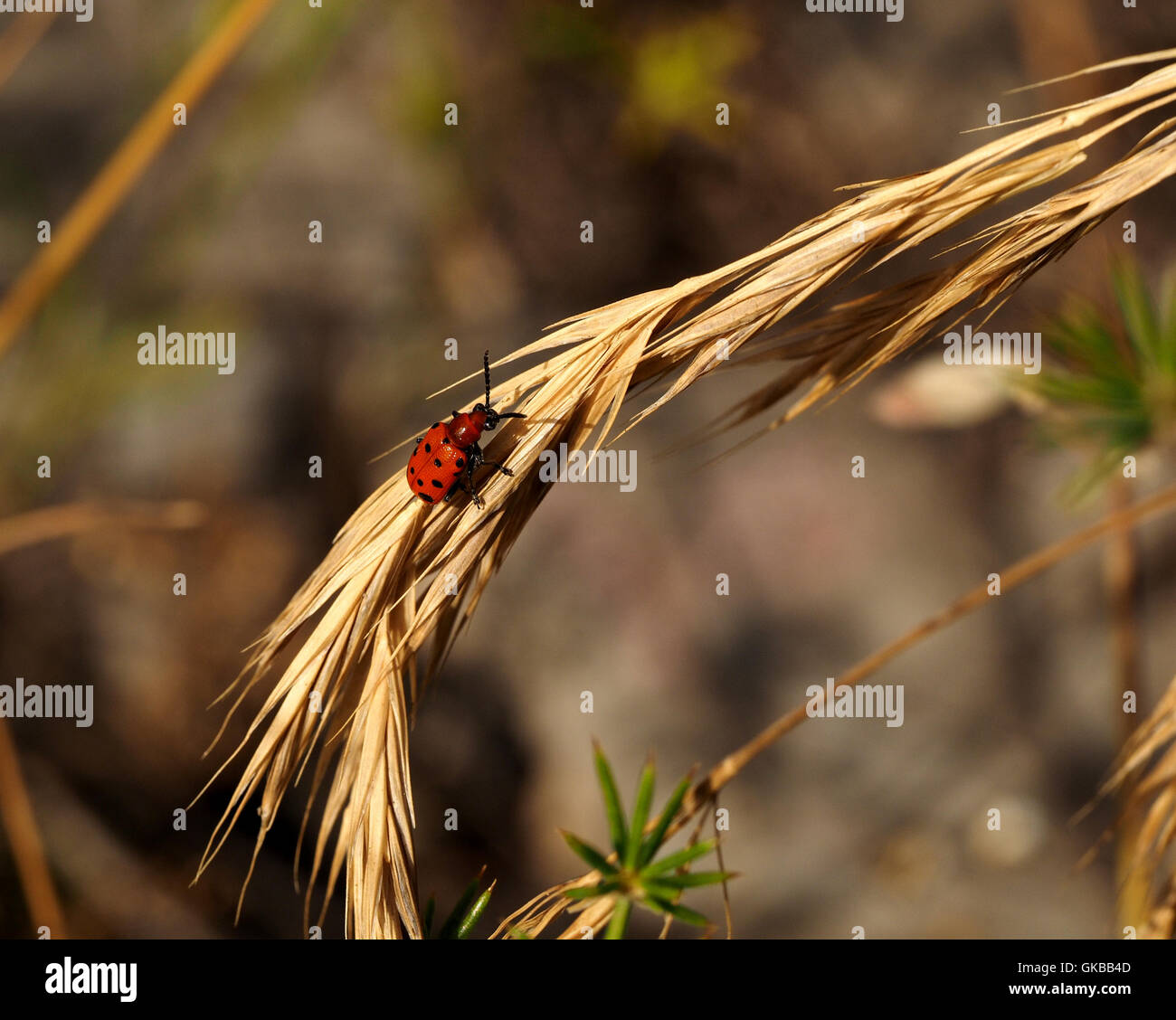 smart spotted small red and black beetle on dry grass seed-head in ...