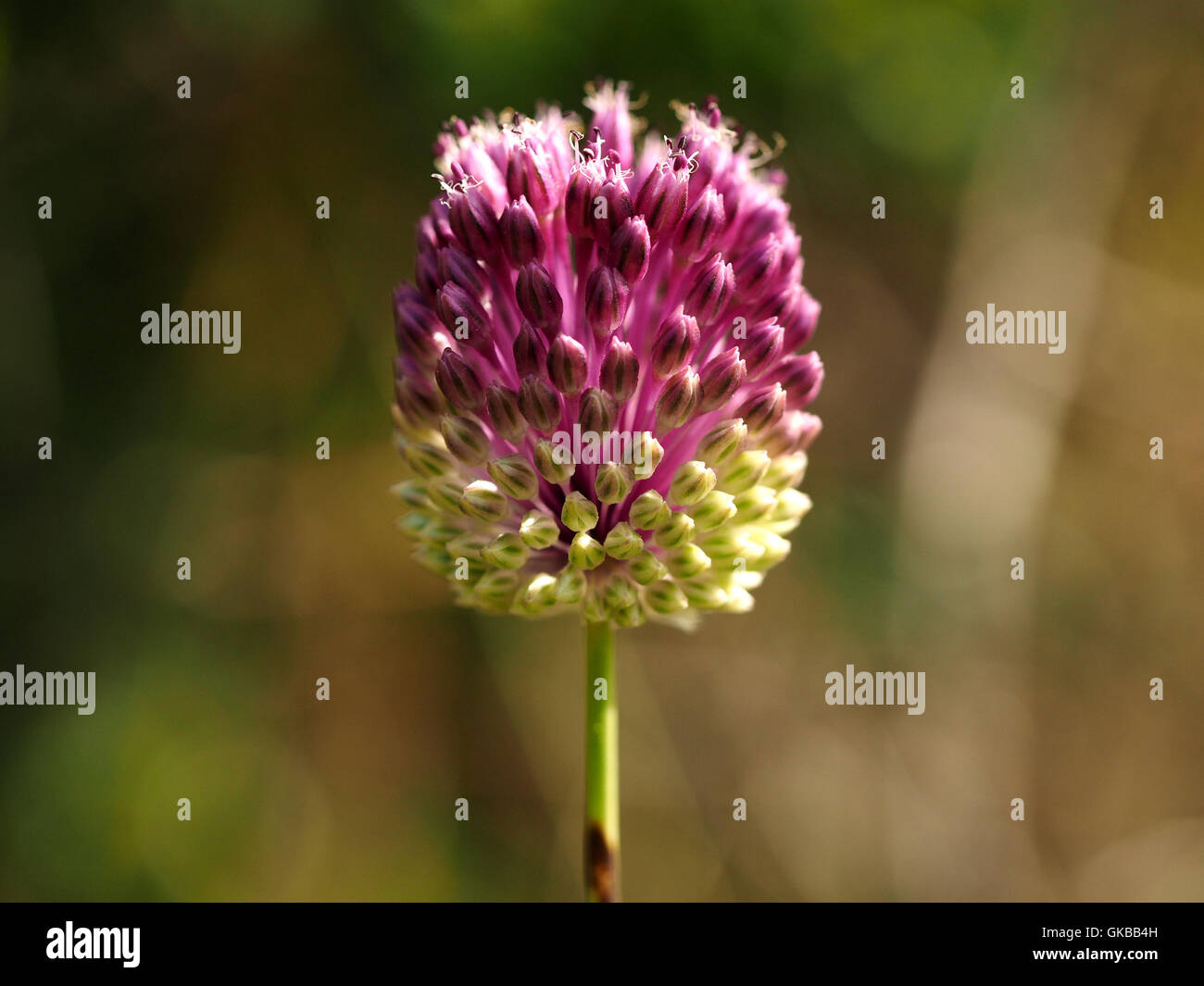 pink and green ripening flowerhead of Leek / Garlic plant (Alium ...