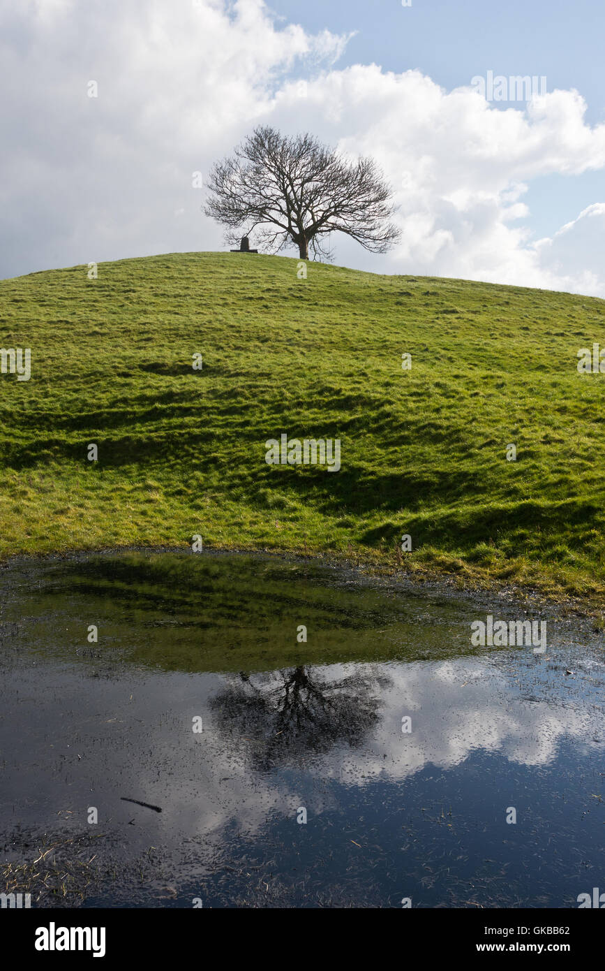 Burrow hill tree hi-res stock photography and images - Alamy