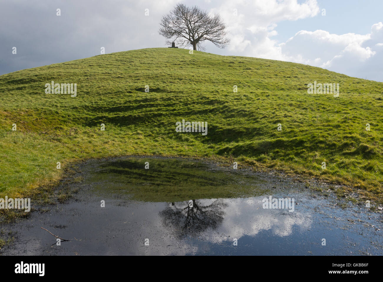 Burrow hill tree hi-res stock photography and images - Alamy