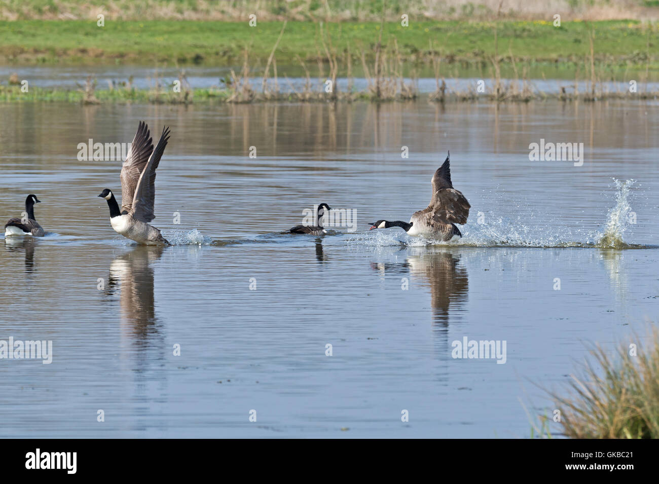 Barnacle geese squabbling in a lake created by the floods on Aller Moor ...
