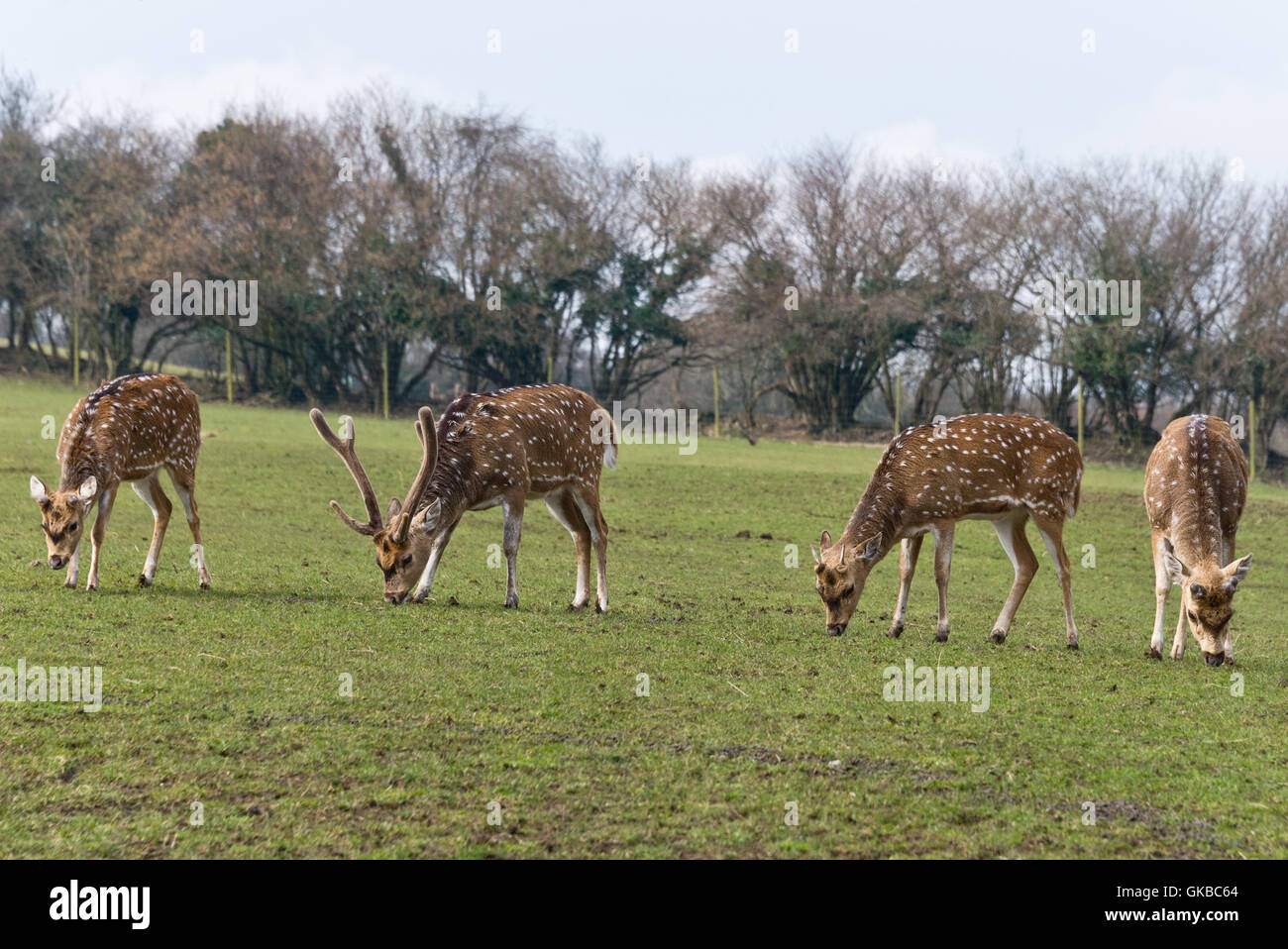 Four Axis deer, a stag and three hinds, feeding together at the South ...