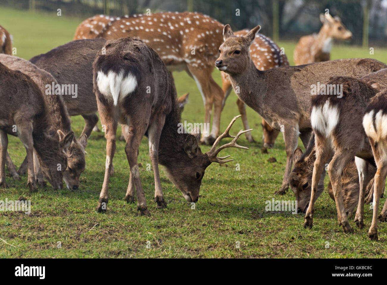 Axis and sika deer herds feeding together at the South West Deer Rescue ...