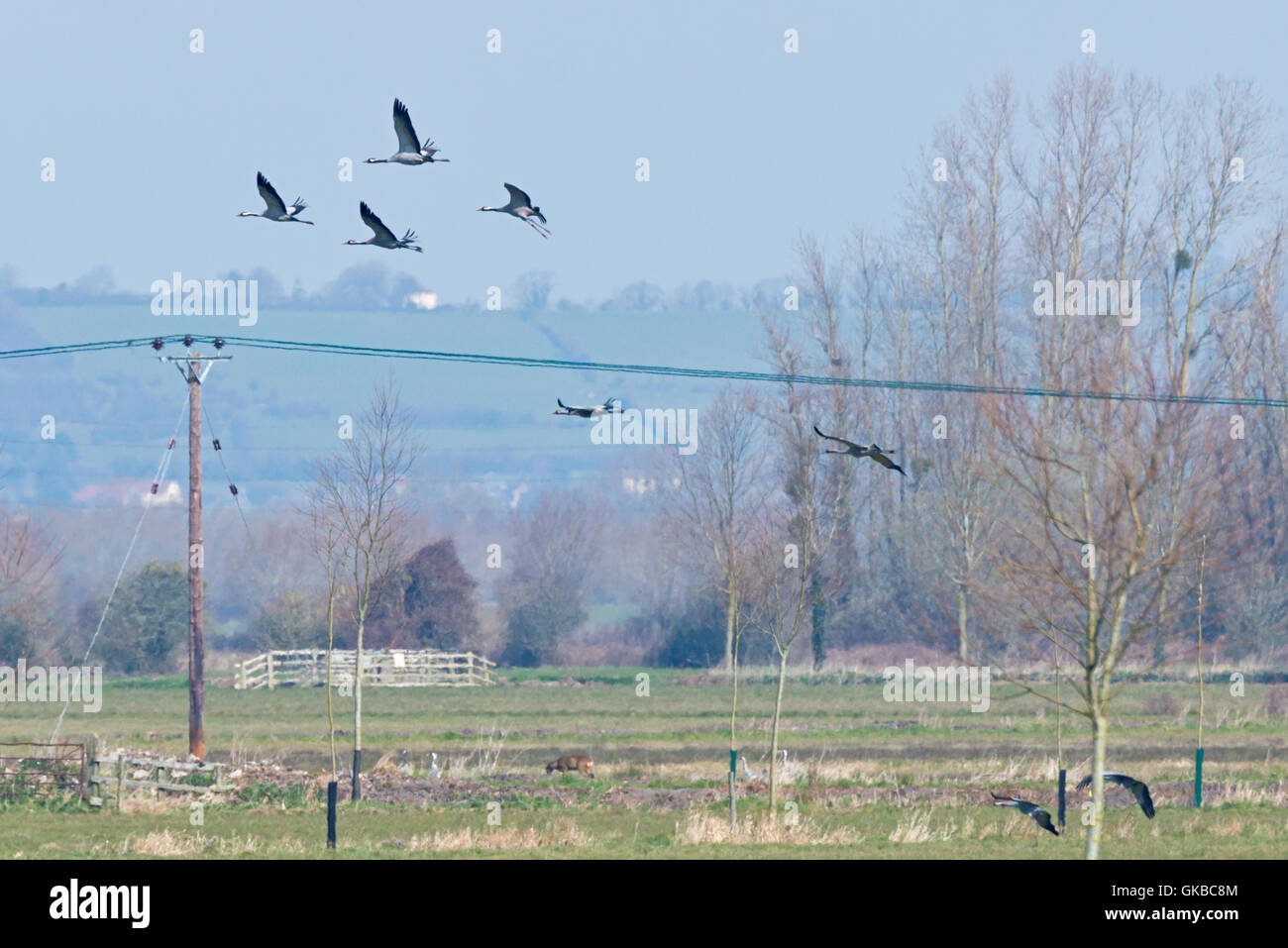 Eight flying cranes hi-res stock photography and images - Alamy