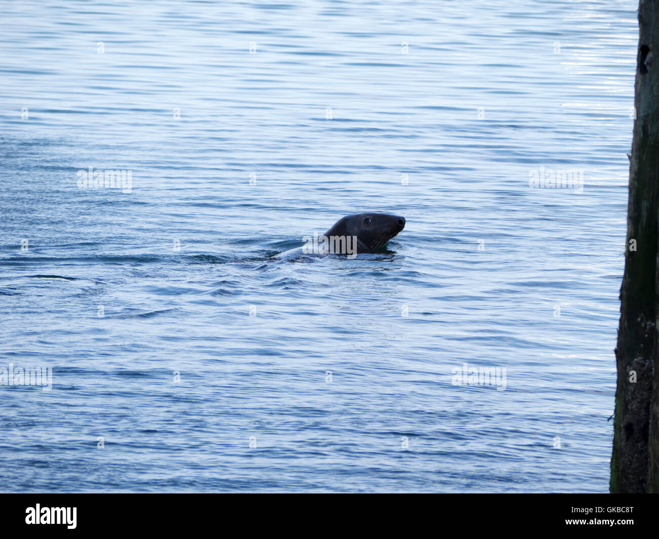 Great white shark seal cape cod hi-res stock photography and images - Alamy