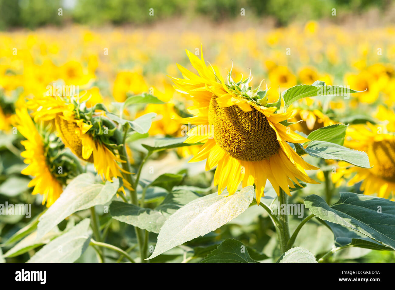 Sunny sunflower hi-res stock photography and images - Alamy