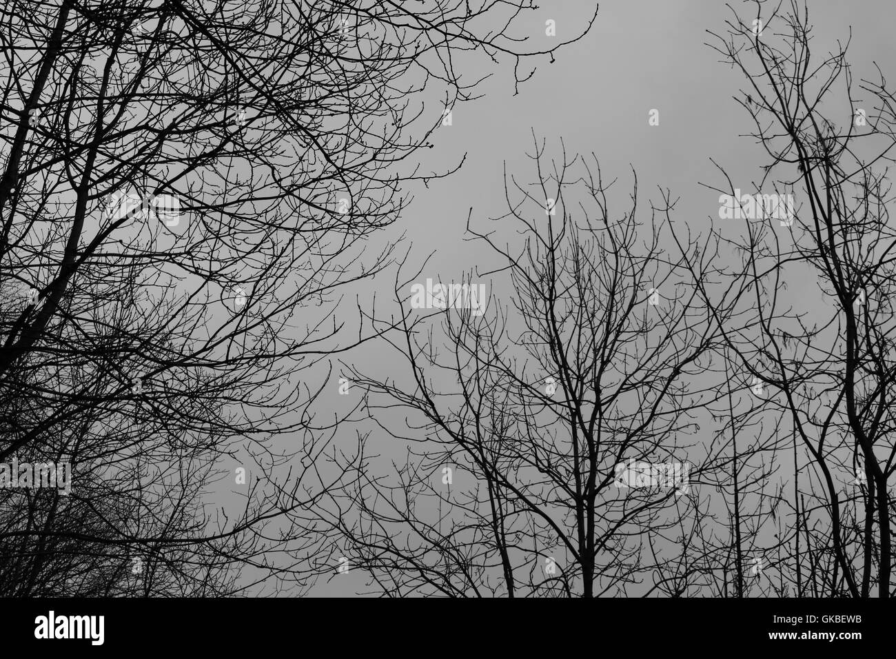 Simple trees hi-res stock photography and images - Alamy