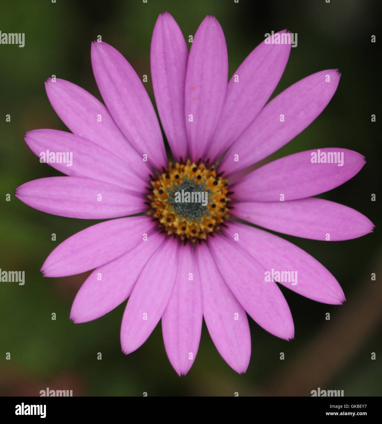 Bird's-eye view of purple flower Stock Photo: 115193883 - Alamy