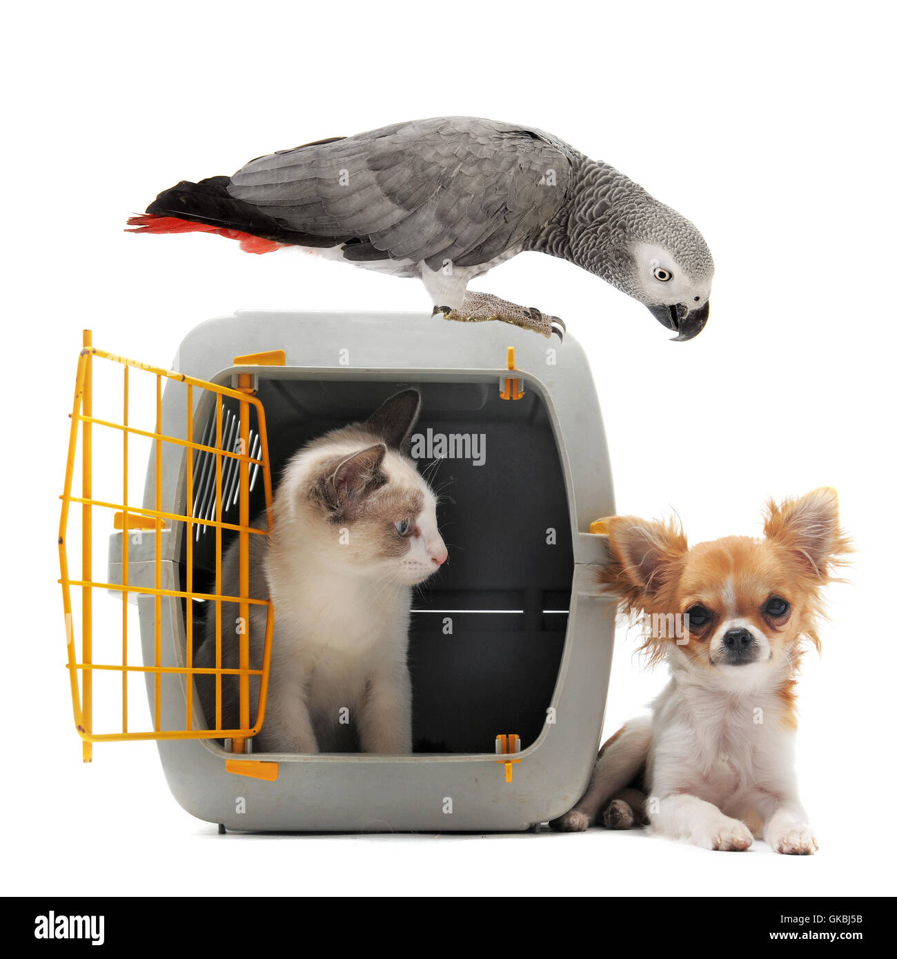 Baby cat dog hi-res stock photography and images - Alamy