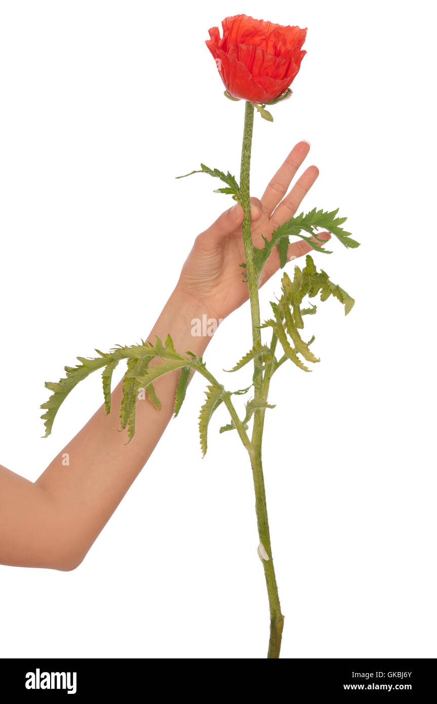 hand flower plant Stock Photo - Alamy