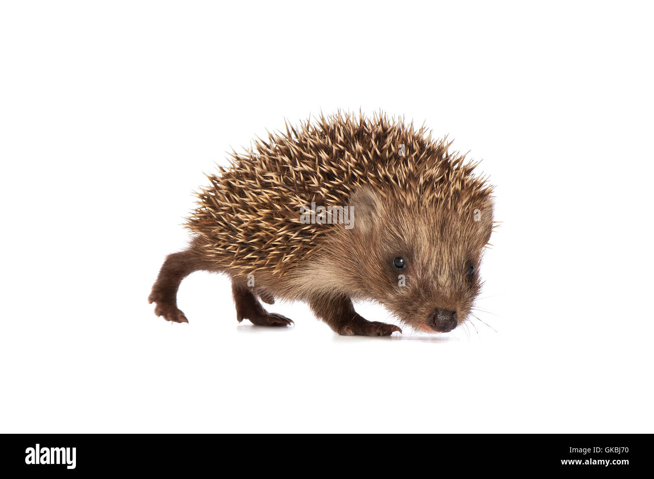 animal mammal wildlife Stock Photo - Alamy